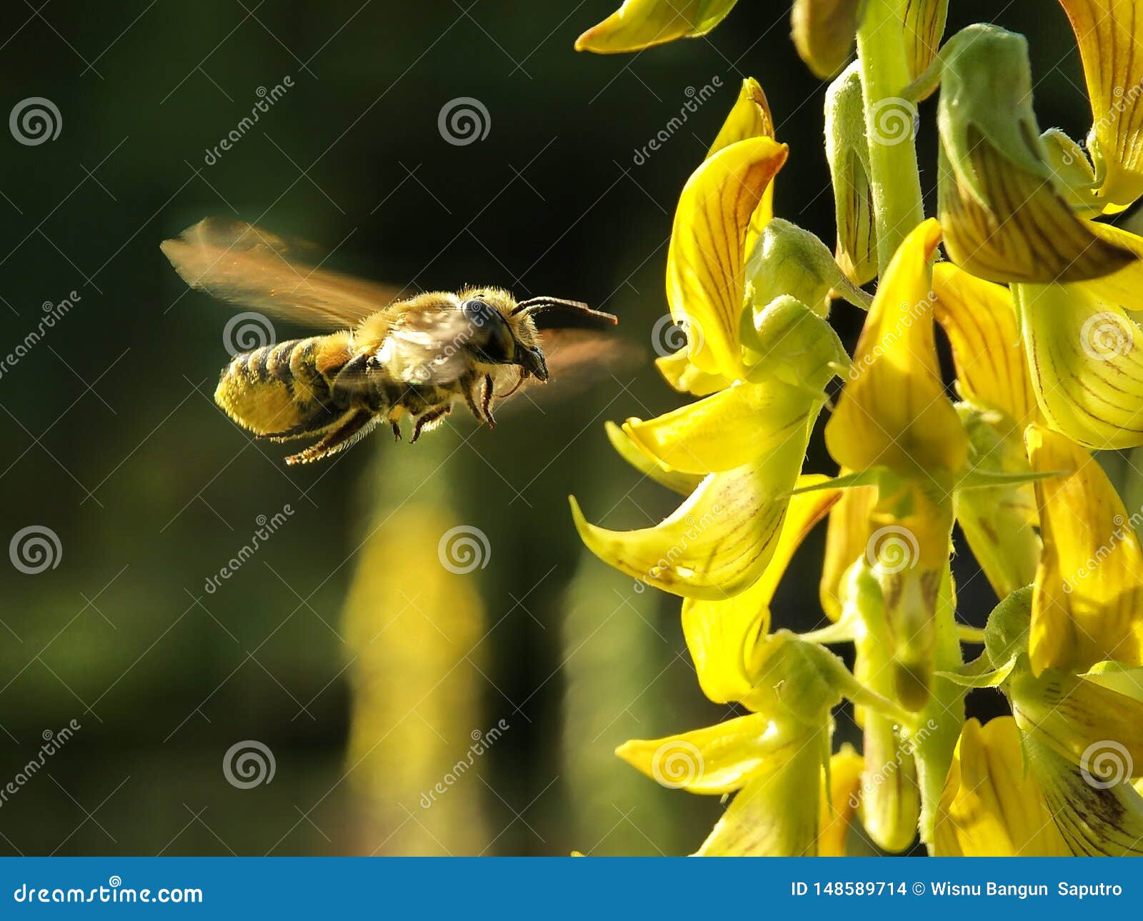 Honey Bee Freezing - Taking a Nectar Stock Photo - Image of green ...