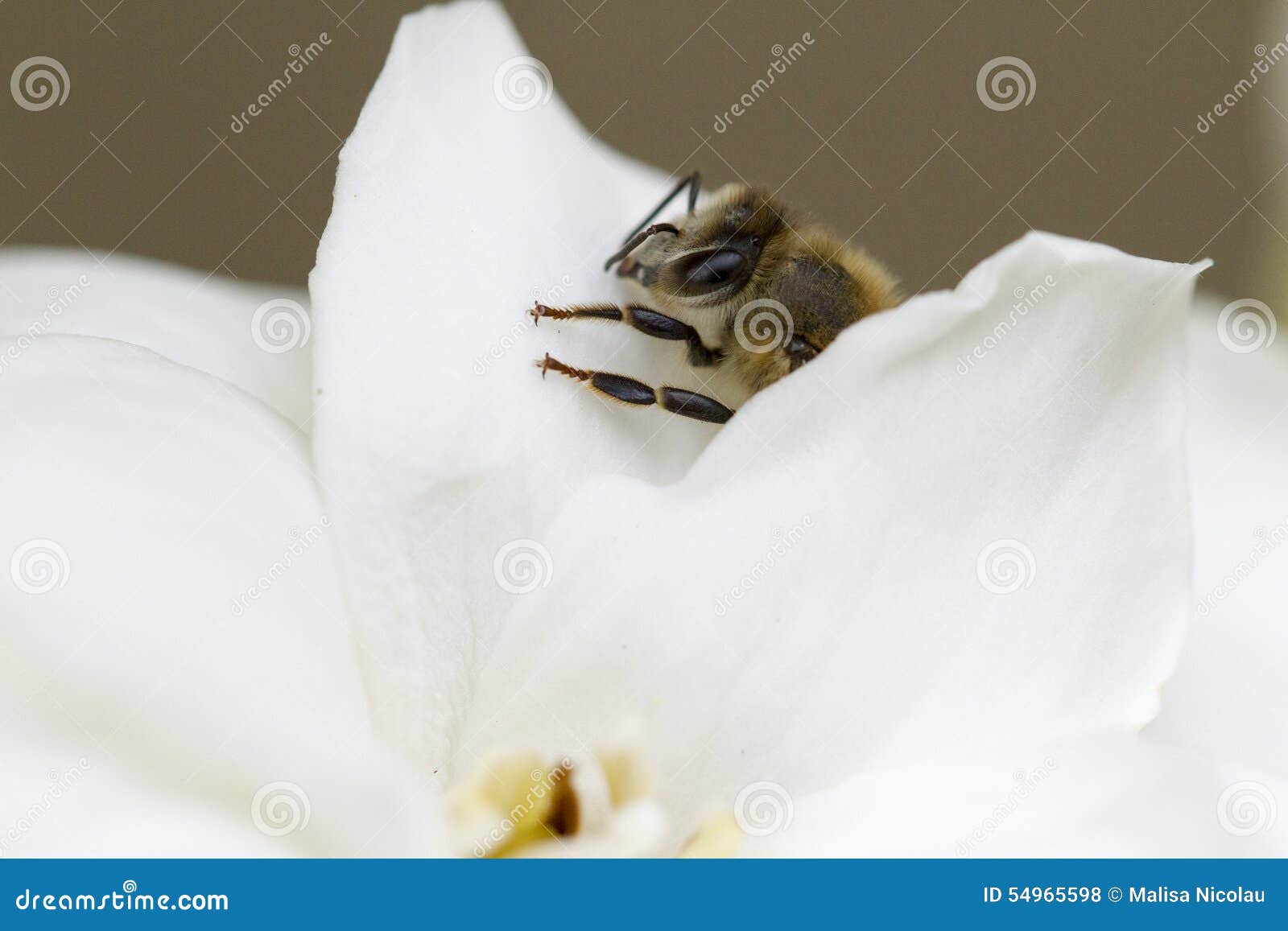 745 Honey Bee Resting Stock Photos - Free & Royalty-Free Stock Photos ...