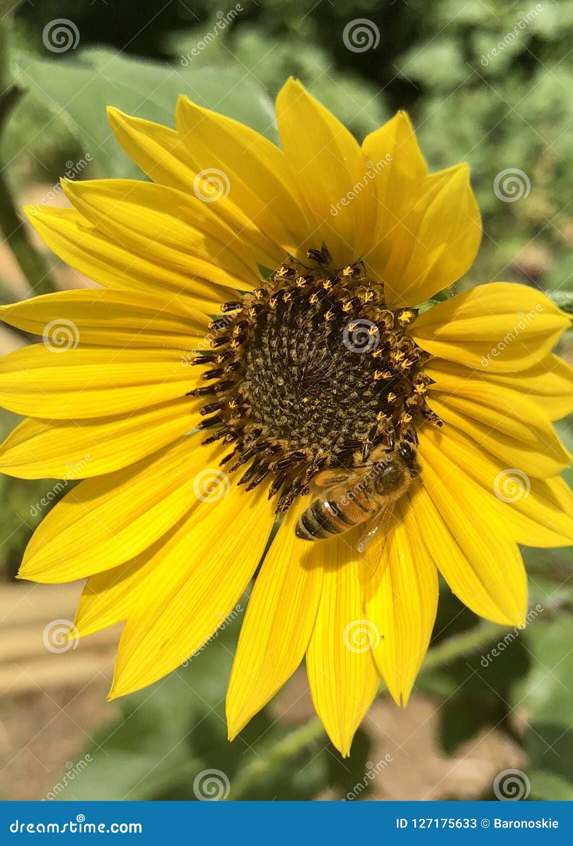 Honey bee gathering pollen stock image. Image of gathering - 127175633