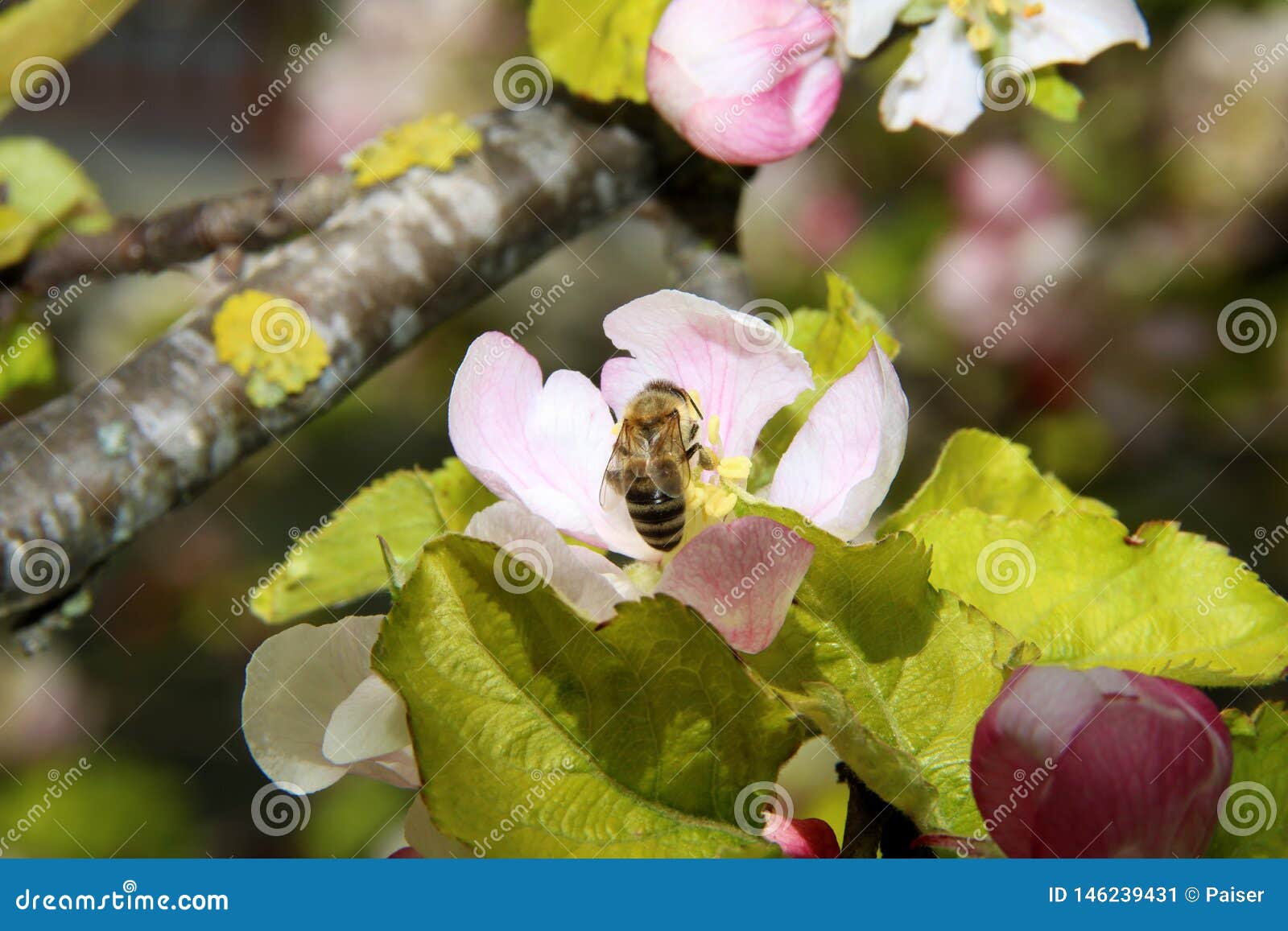 The Honey Bee Gathers Nectar from the Flower of the Apple Tree. Bee ...