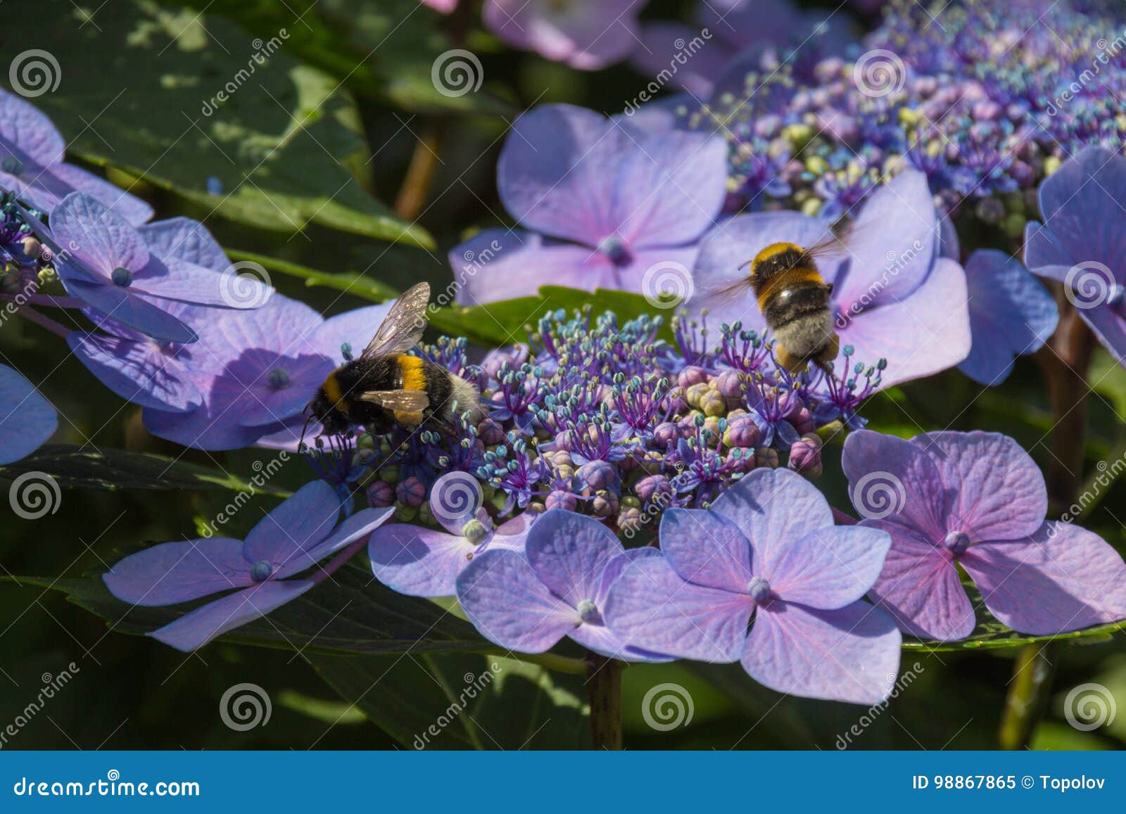 Bee on the Blossoming Hydrangea Flowers. Stock Image - Image of violet ...