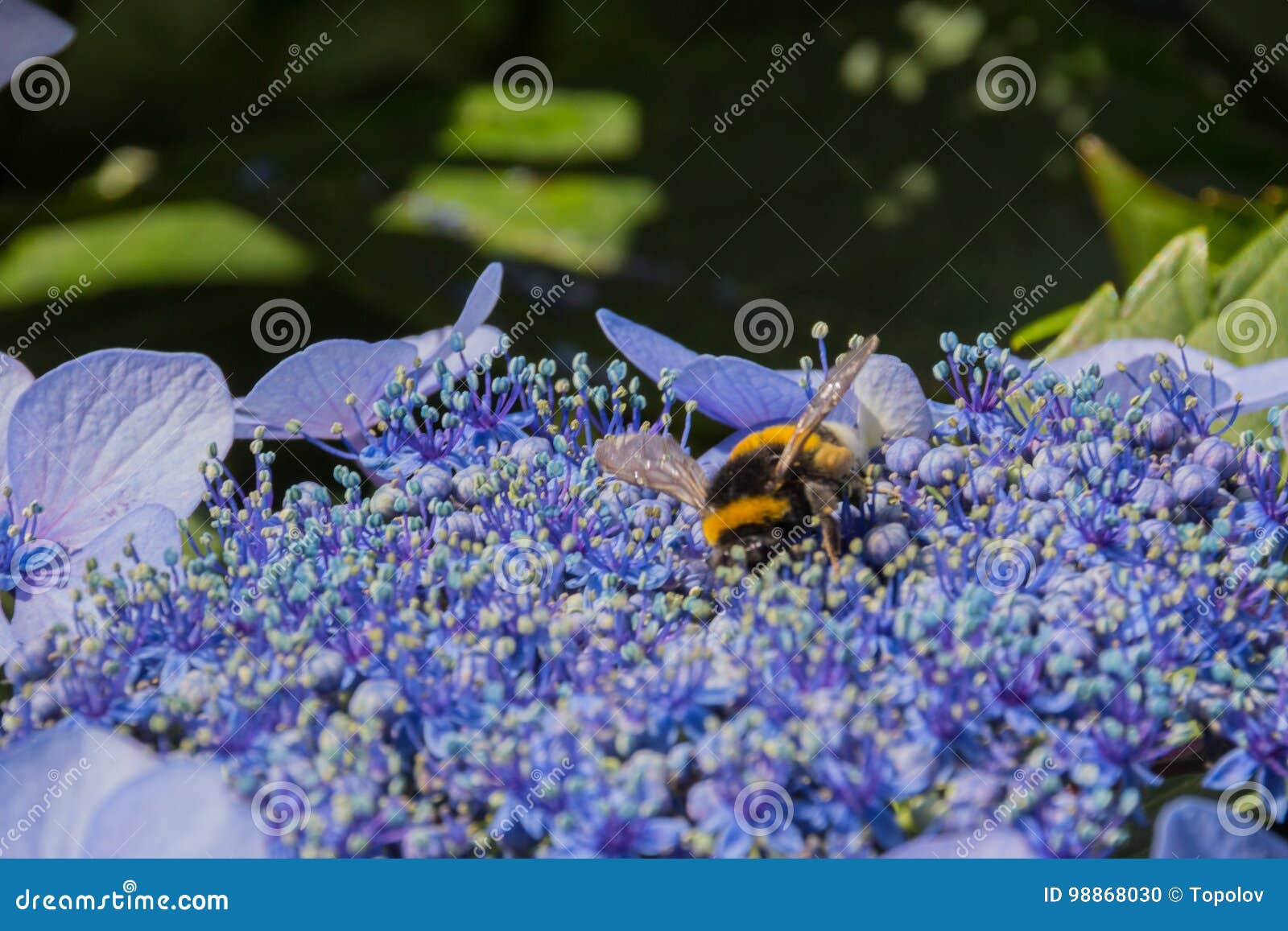 Bee on the Blossoming Hydrangea Flowers. Stock Photo - Image of beauty ...