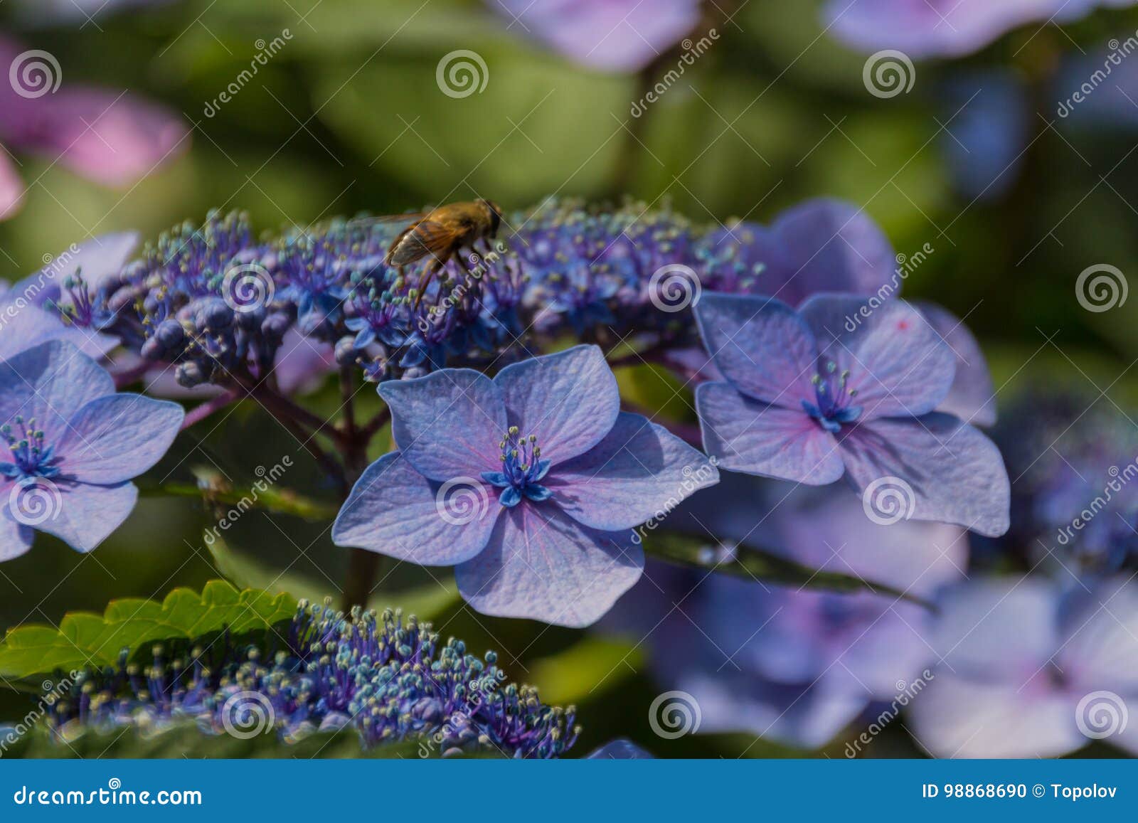Bee on the Blossoming Hydrangea Flowers. Stock Photo - Image of vivid ...