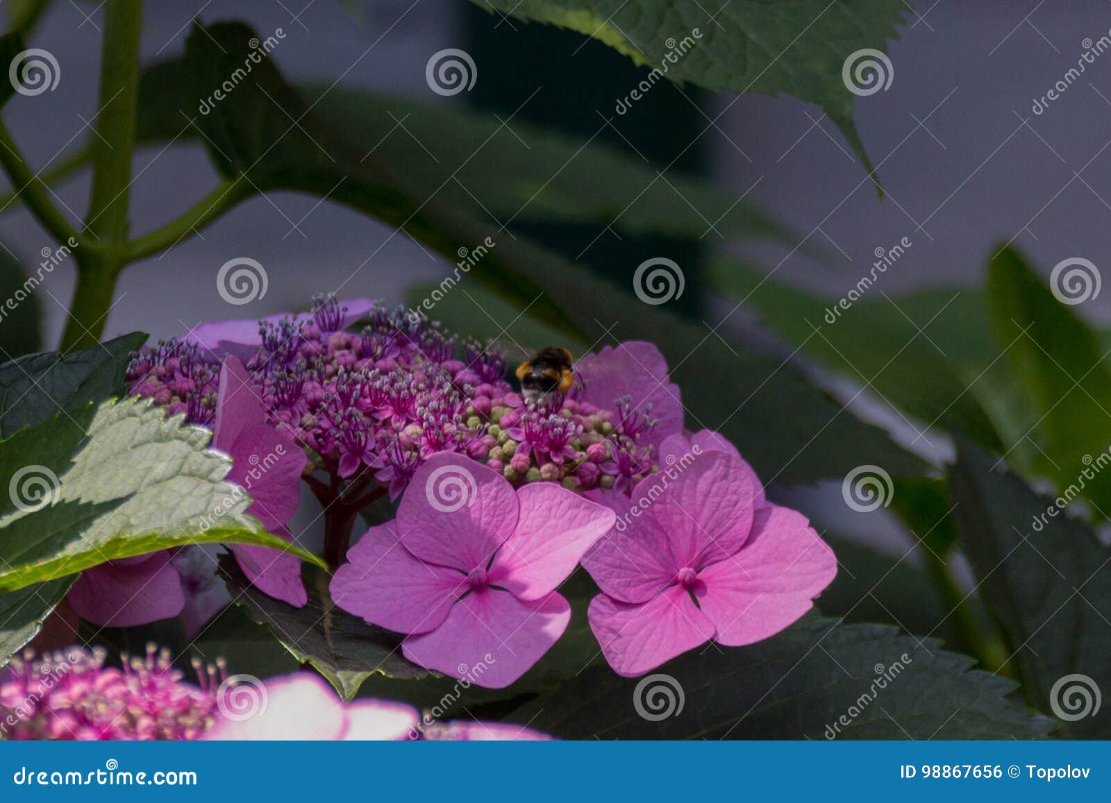 Bee on the Blossoming Hydrangea Flowers. Stock Photo - Image of leaves ...