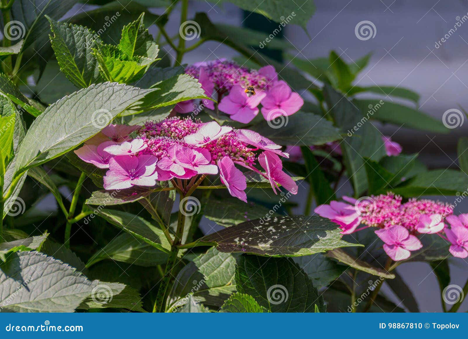 Bee on the Blossoming Hydrangea Flowers. Stock Photo - Image of flower ...