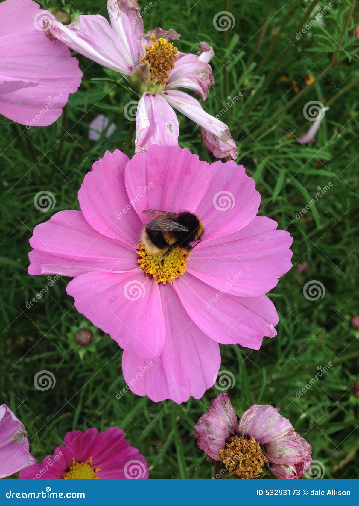 Honey bee stock image. Image of pollen, flower, honey - 53293173
