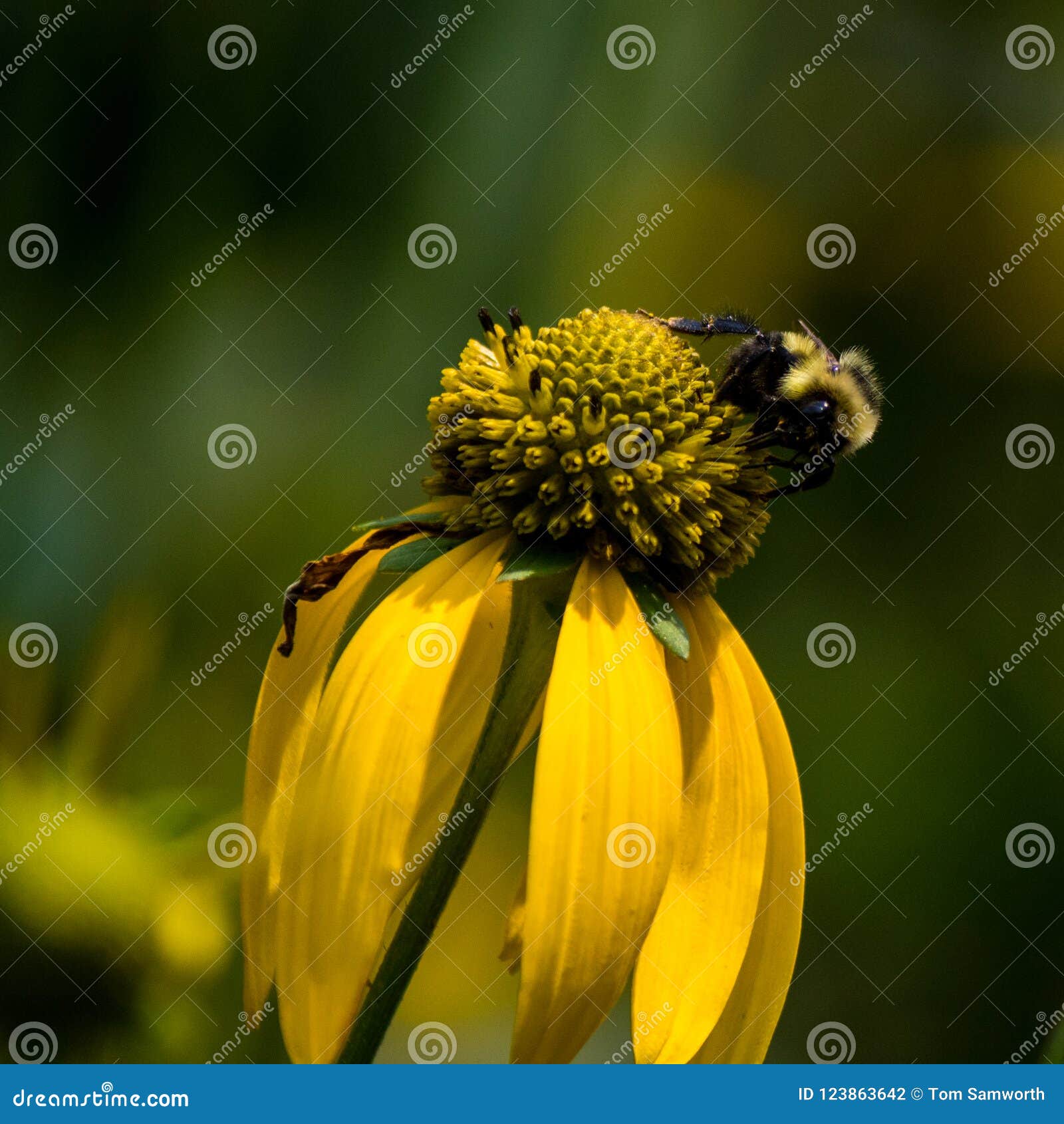 Honey Bee Getting Pollen from Una Susan Observada Negro Foto de archivo ...