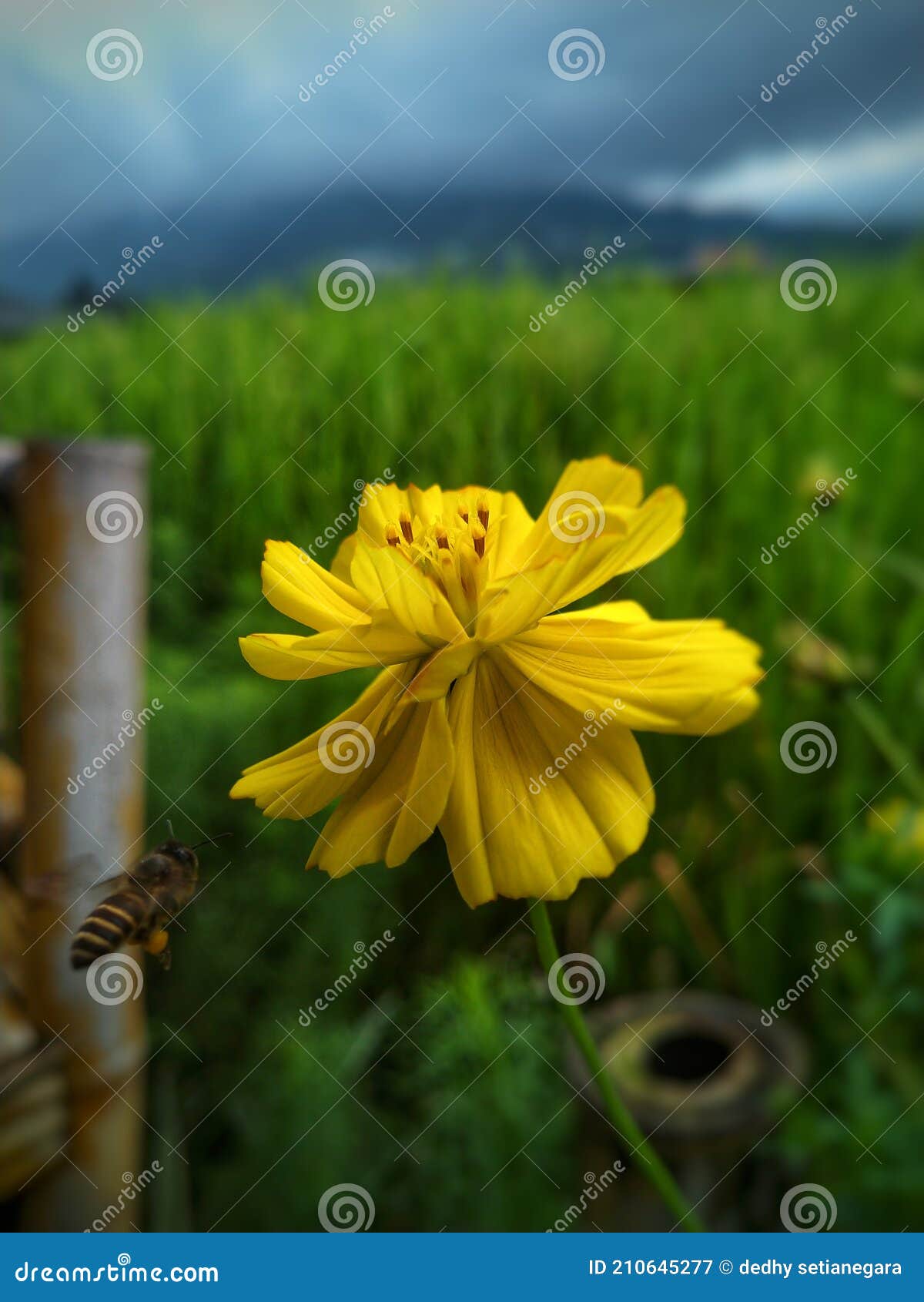 Honey bee going to flower stock image. Image of green - 210645277