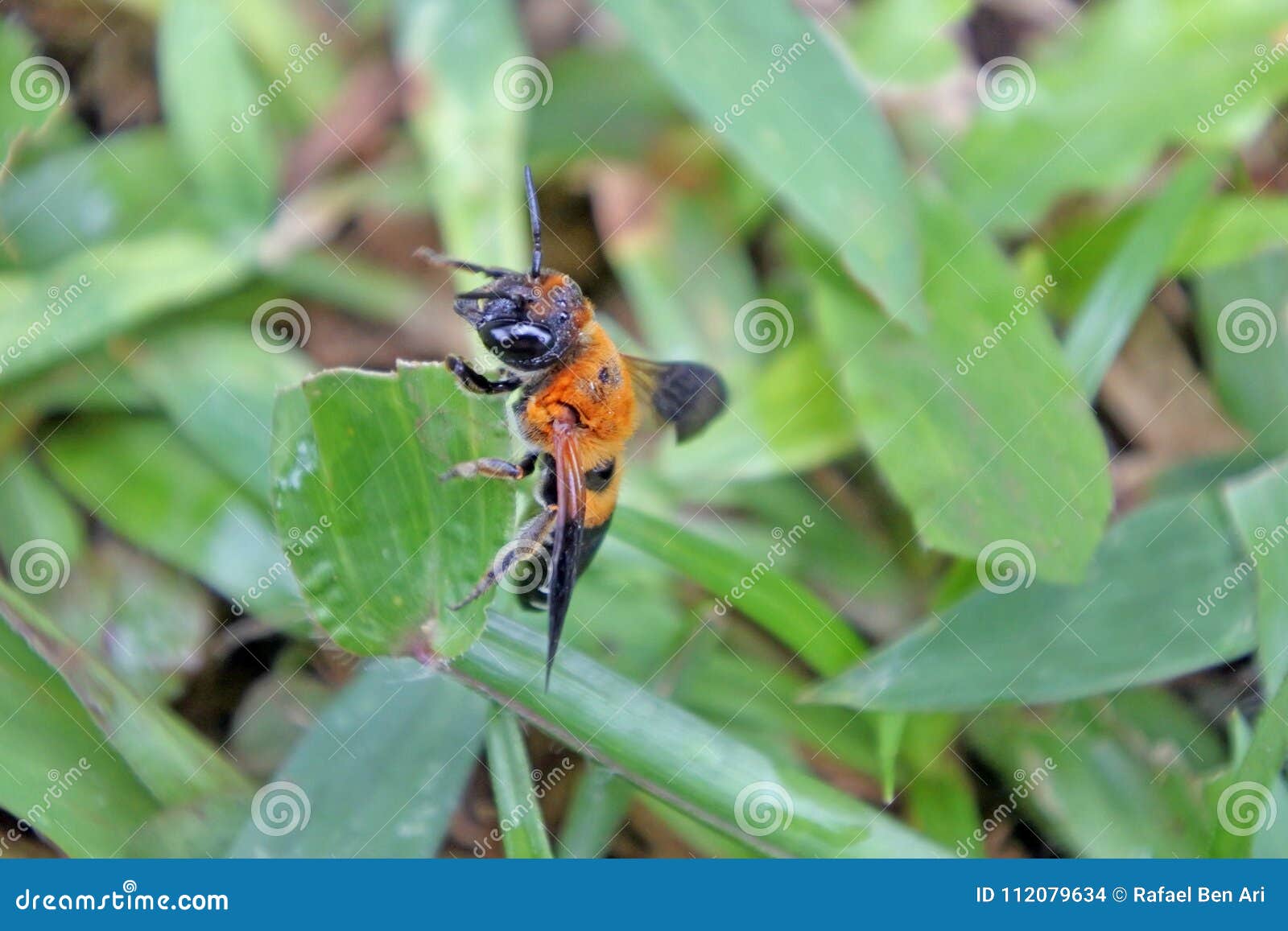 Honey Bee on green grass stock photo. Image of german - 112079634