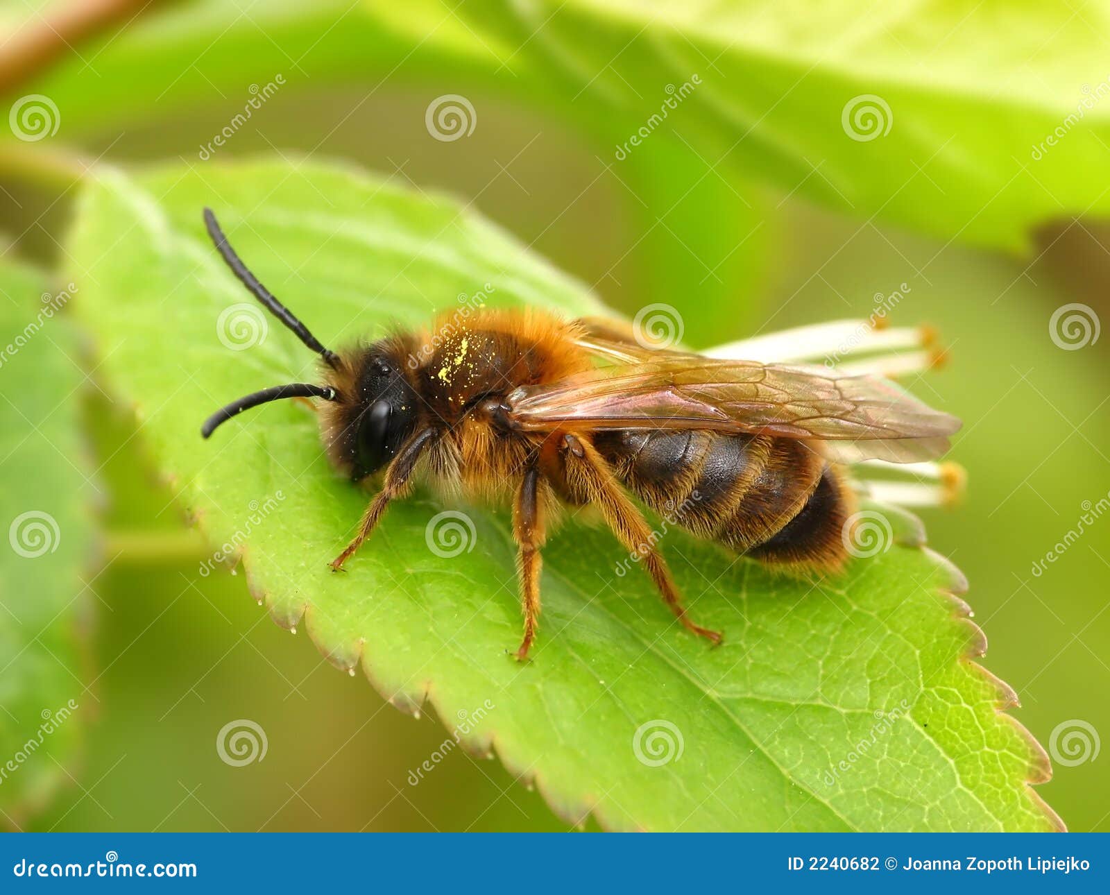 25,057 Honey Bee Leaf Photos - Free & Royalty-Free Stock Photos from ...