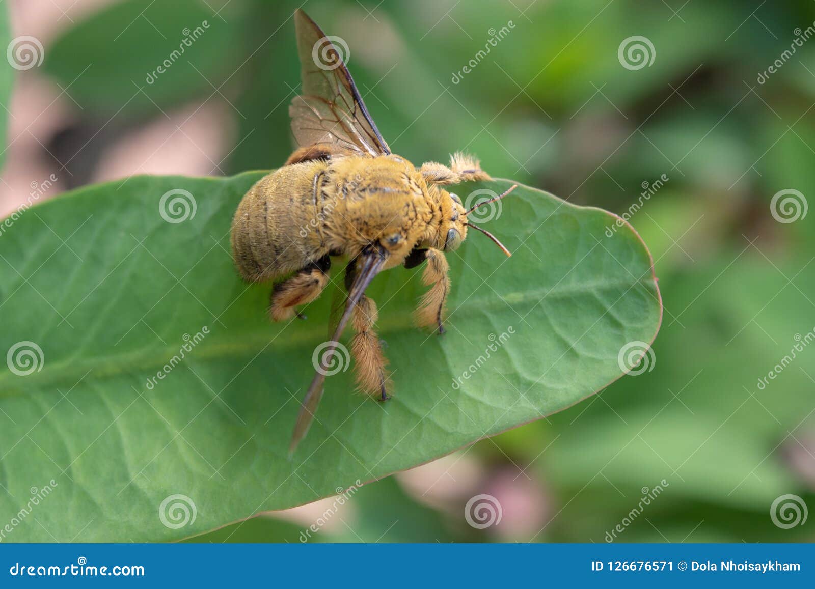 Honey bee on a leaf stock image. Image of wild, cutter - 126676571