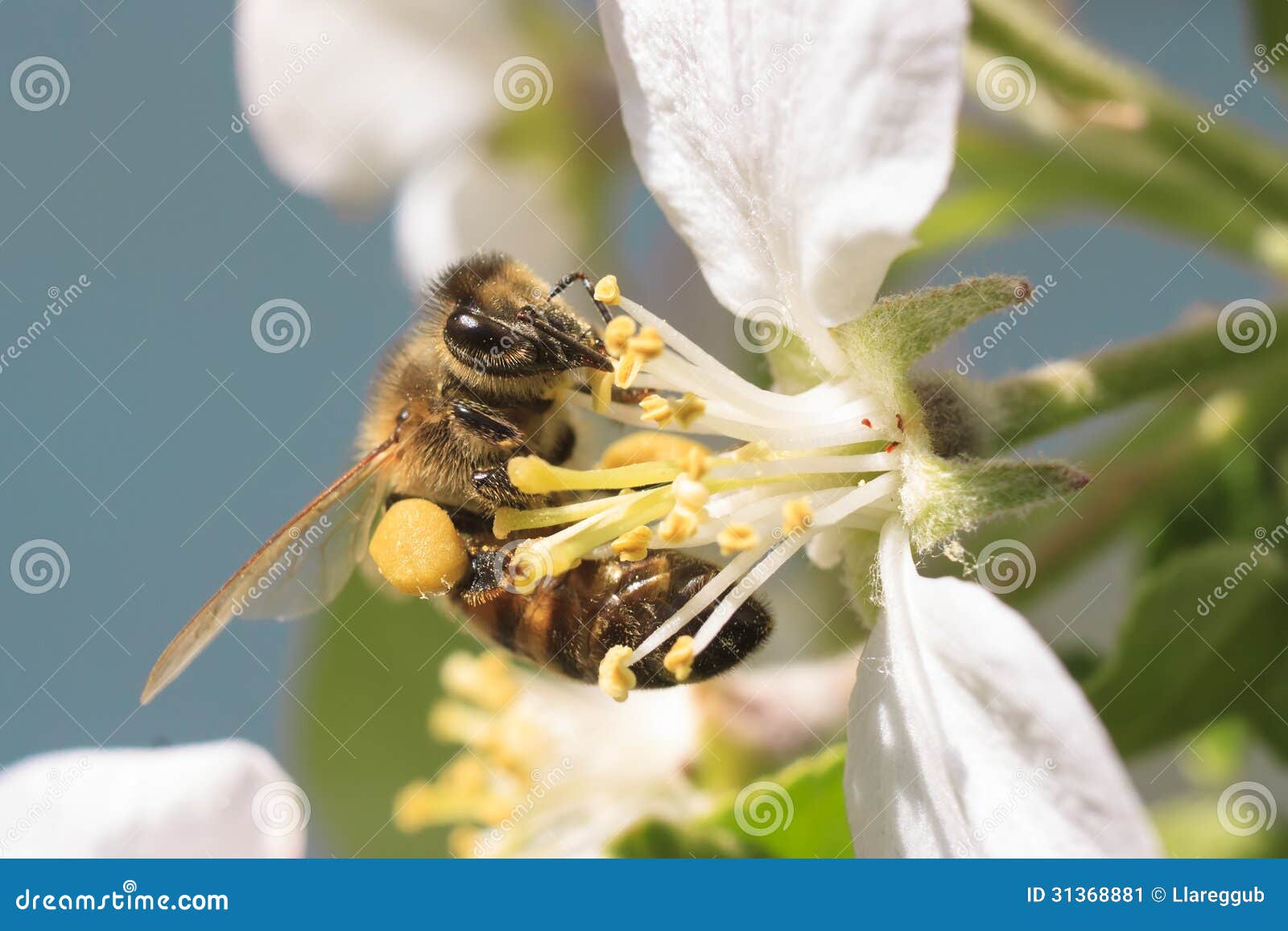 Honey Bee Harvesting Pollen Stock Image - Image of insect, flora: 31368881