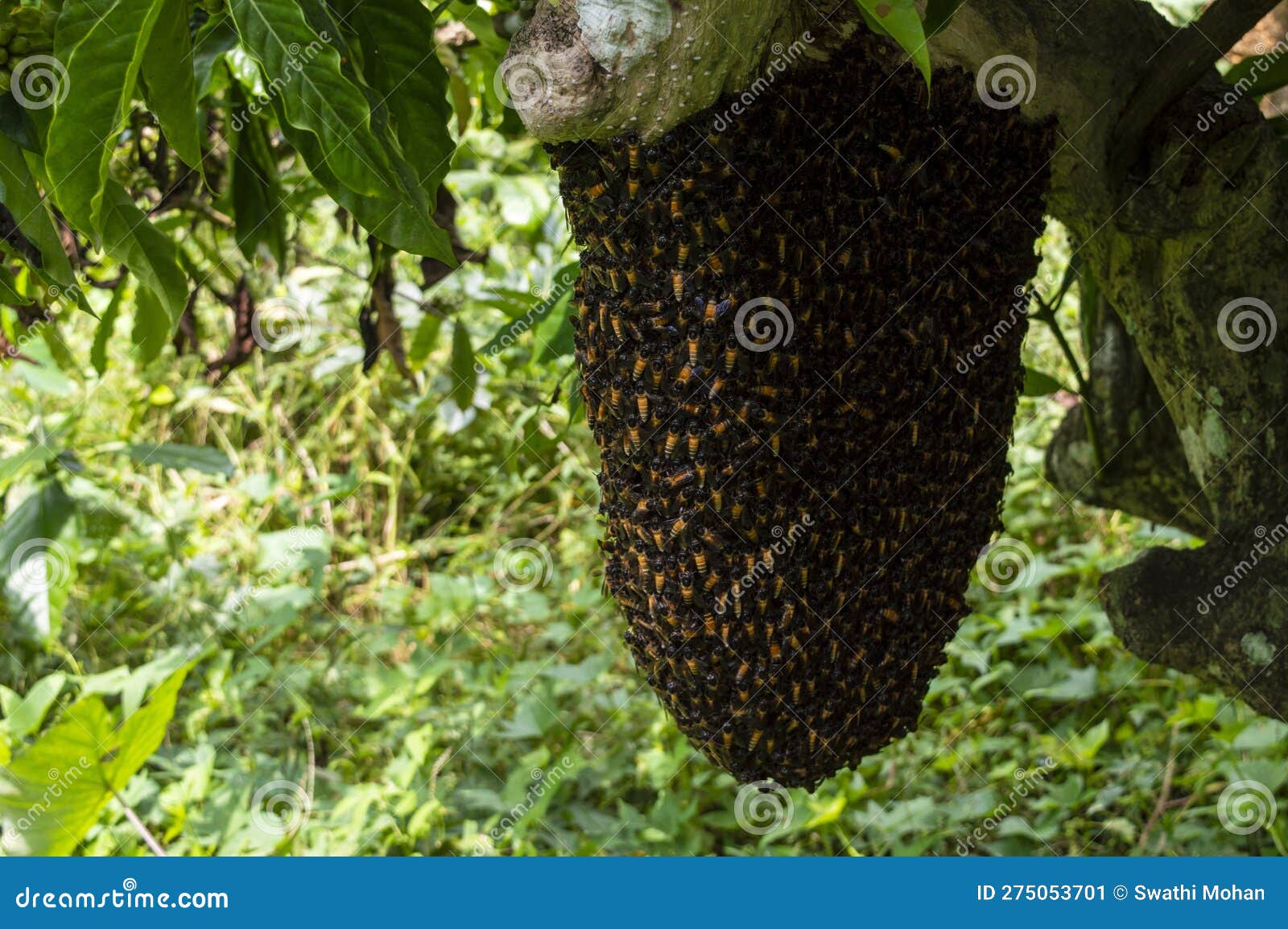 Honey Bee Hive Covered with Honey Bees Along with Natural Honey in ...