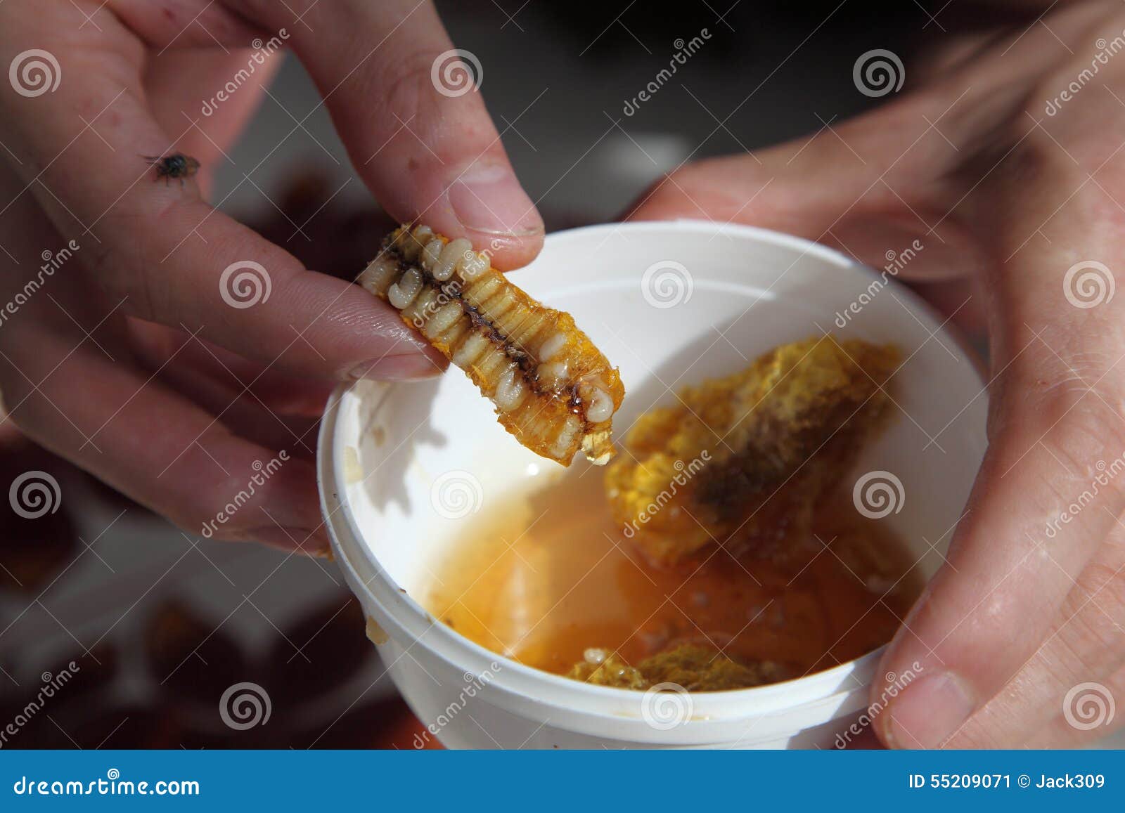Honey Bee Hive stock image. Image of migration, delicious - 55209071