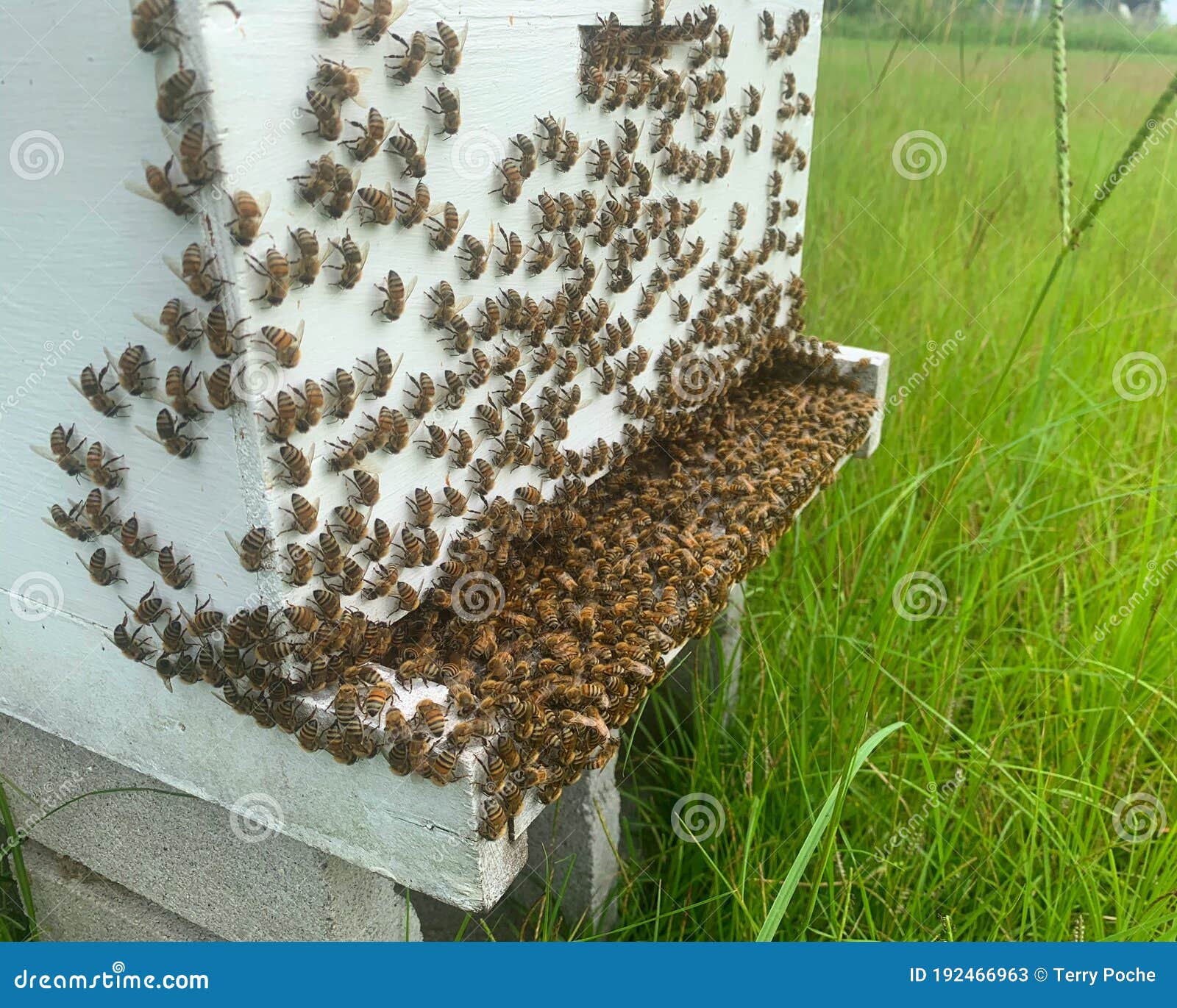 Honey Bee Hive stock image. Image of honey, clustered - 192466963