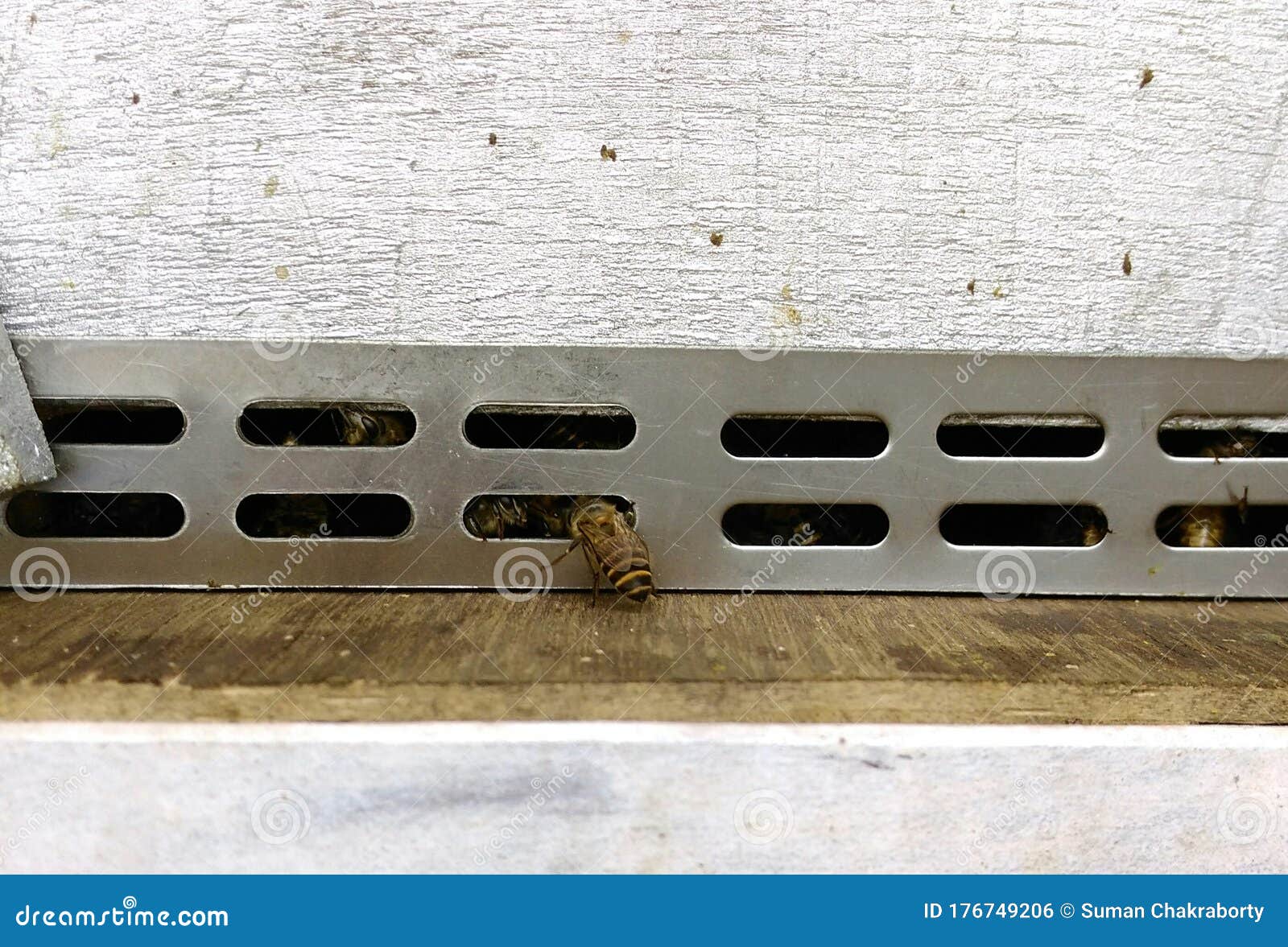 Honey Bee Hive Queen Gate Image01 Stock Photo - Image of honey, hive ...