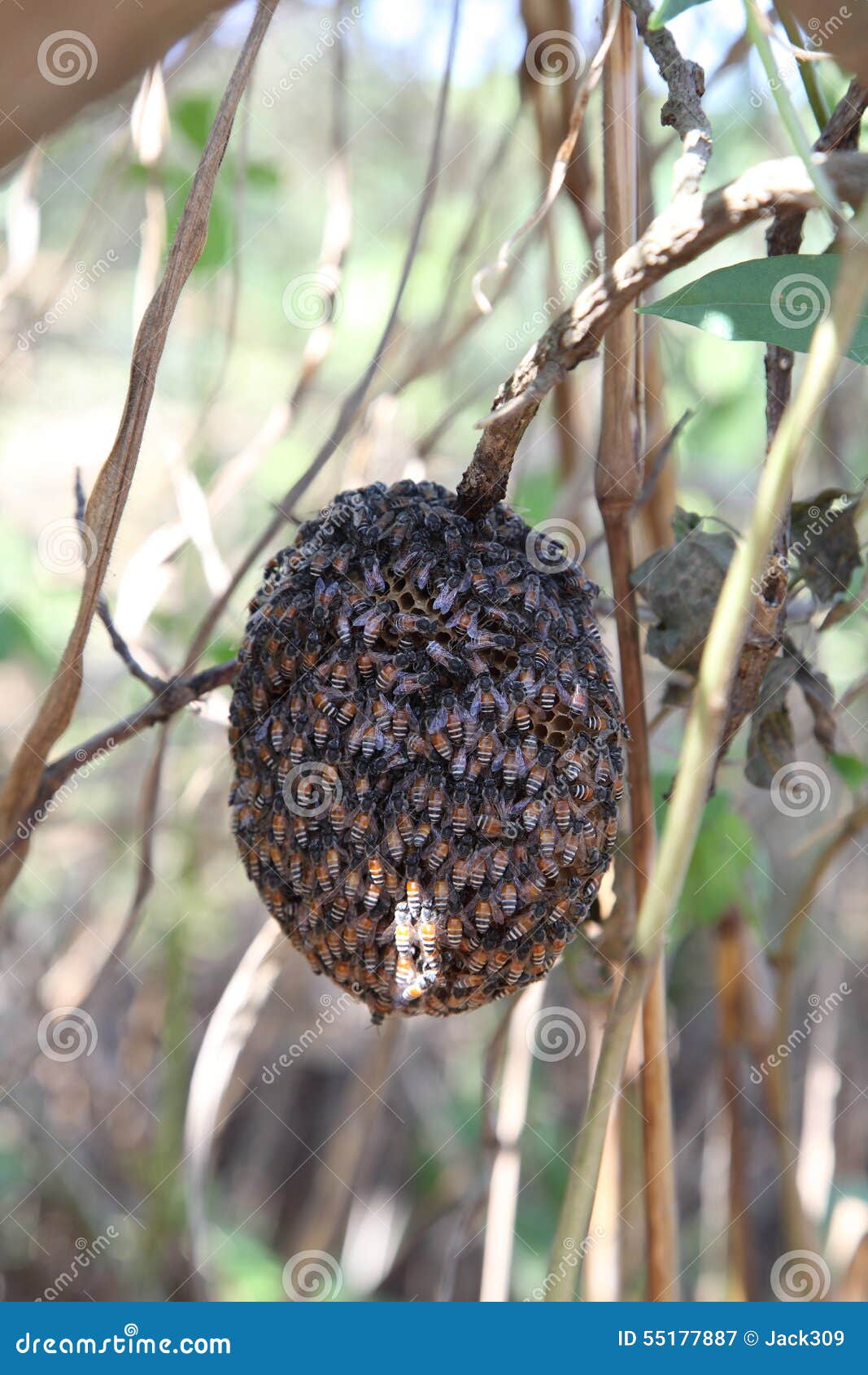 Honey Bee Hive stock image. Image of finishing, bees - 55177887