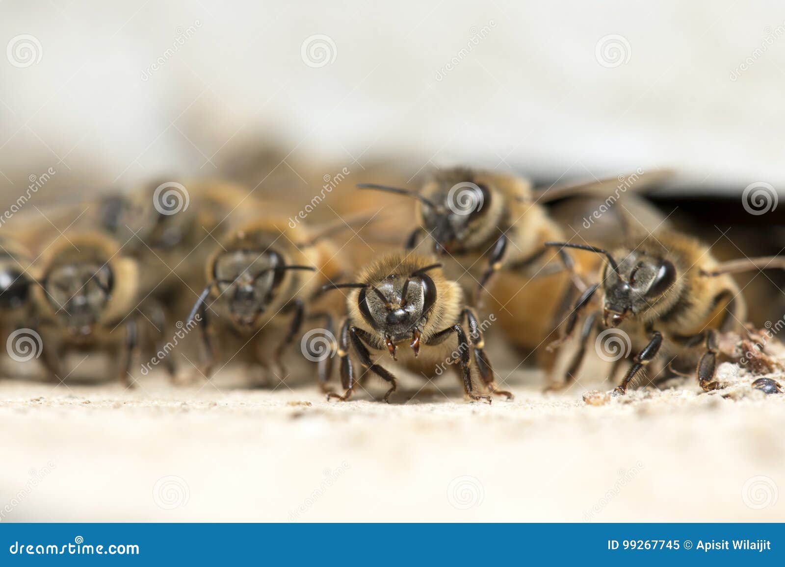 Honey Bee on the Hive in Southeast Asia. Stock Image - Image of ...