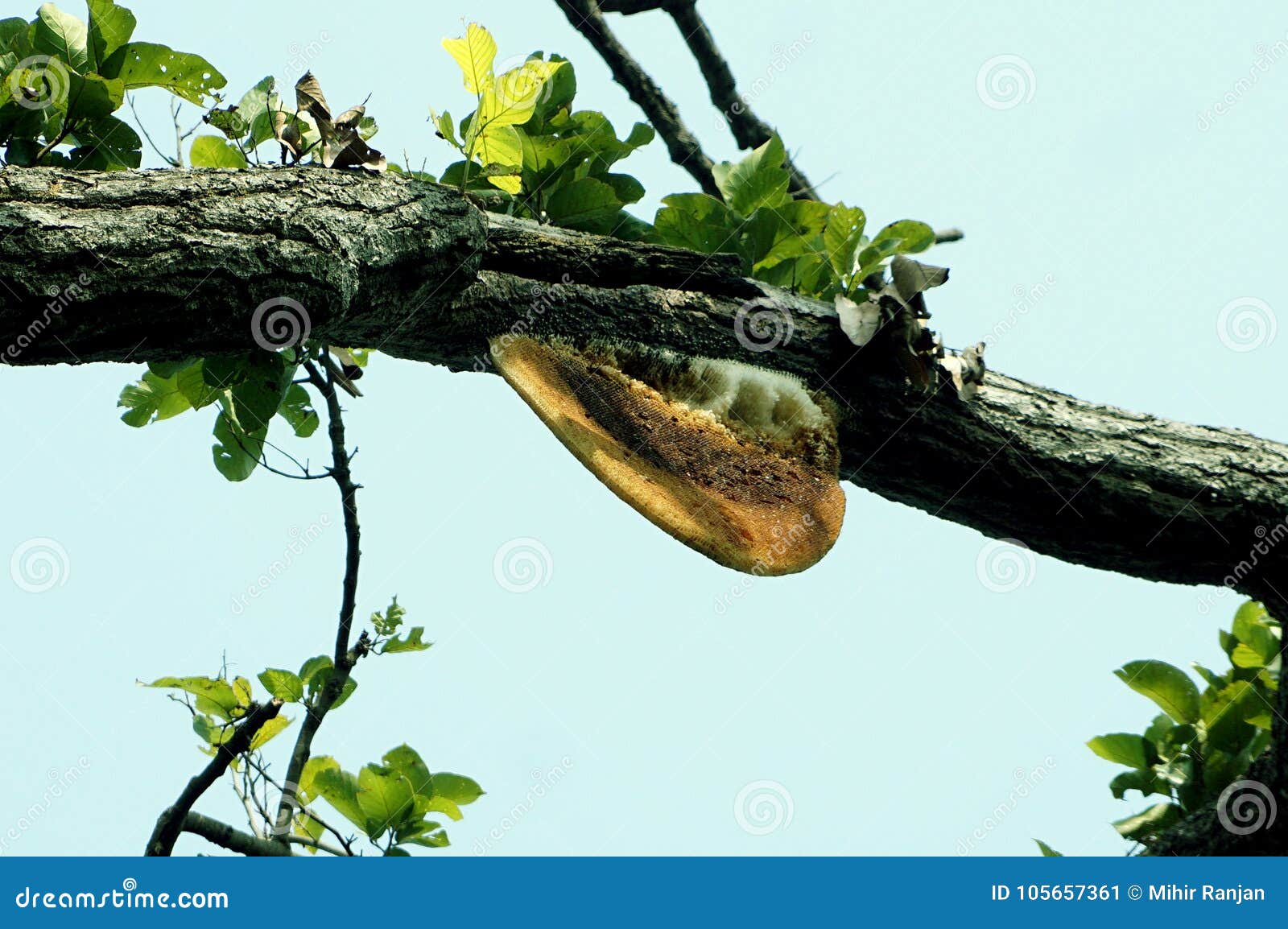 A Honey Bee Hive in the Tree Stock Image - Image of nature, royalty ...
