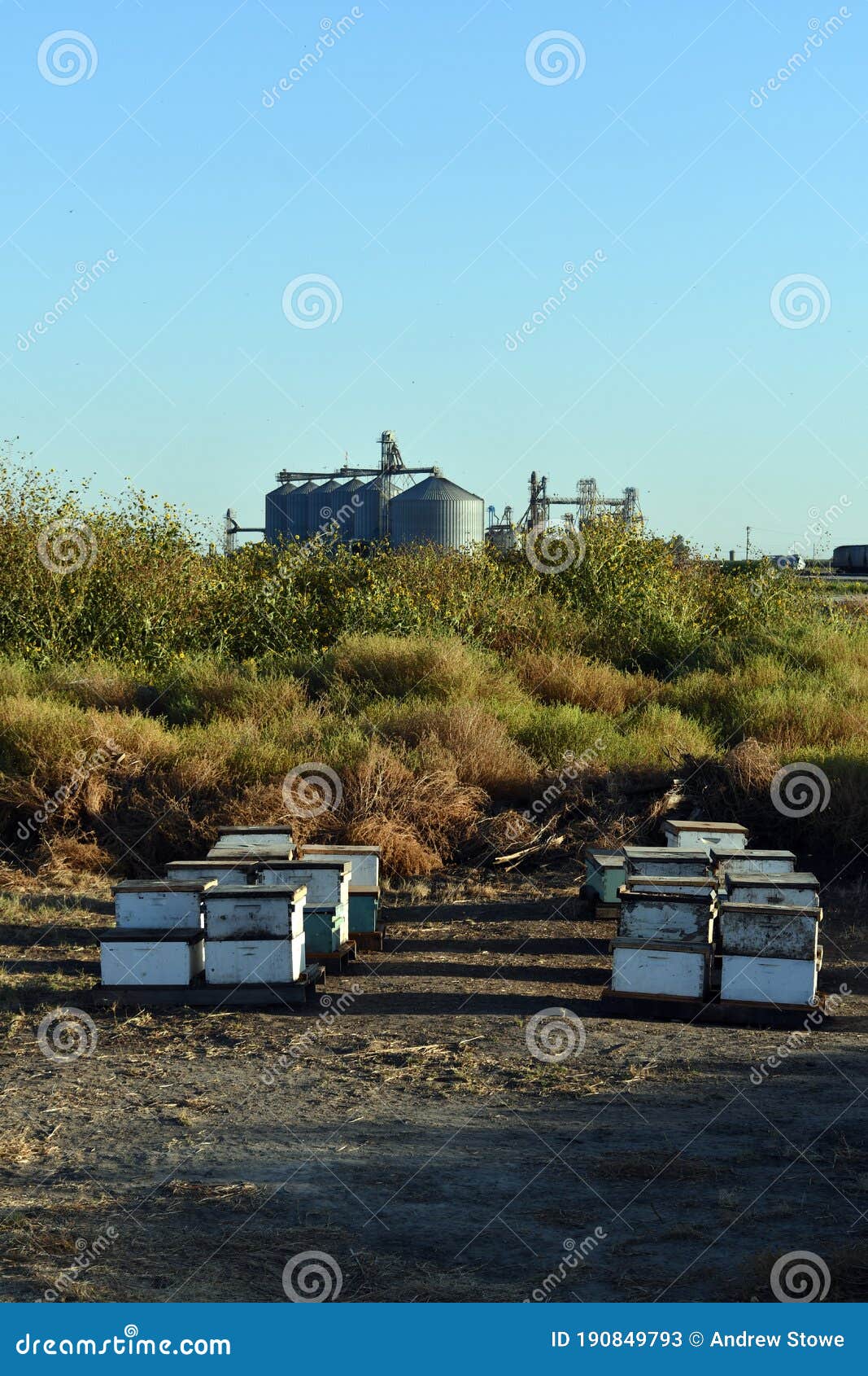 Honey Bee Hives Near Factory Stock Image - Image of insect, wooden ...