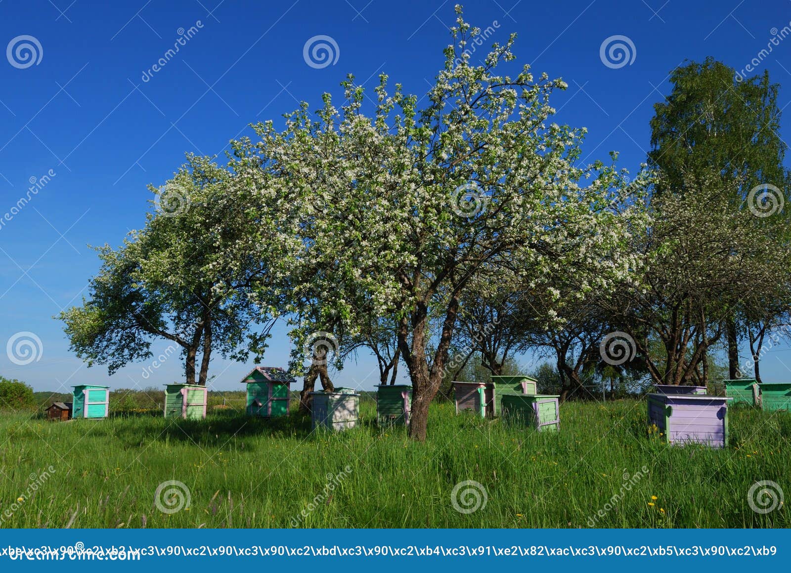 Honey Bee Hives in Spring Apple Garden Stock Photo - Image of green ...