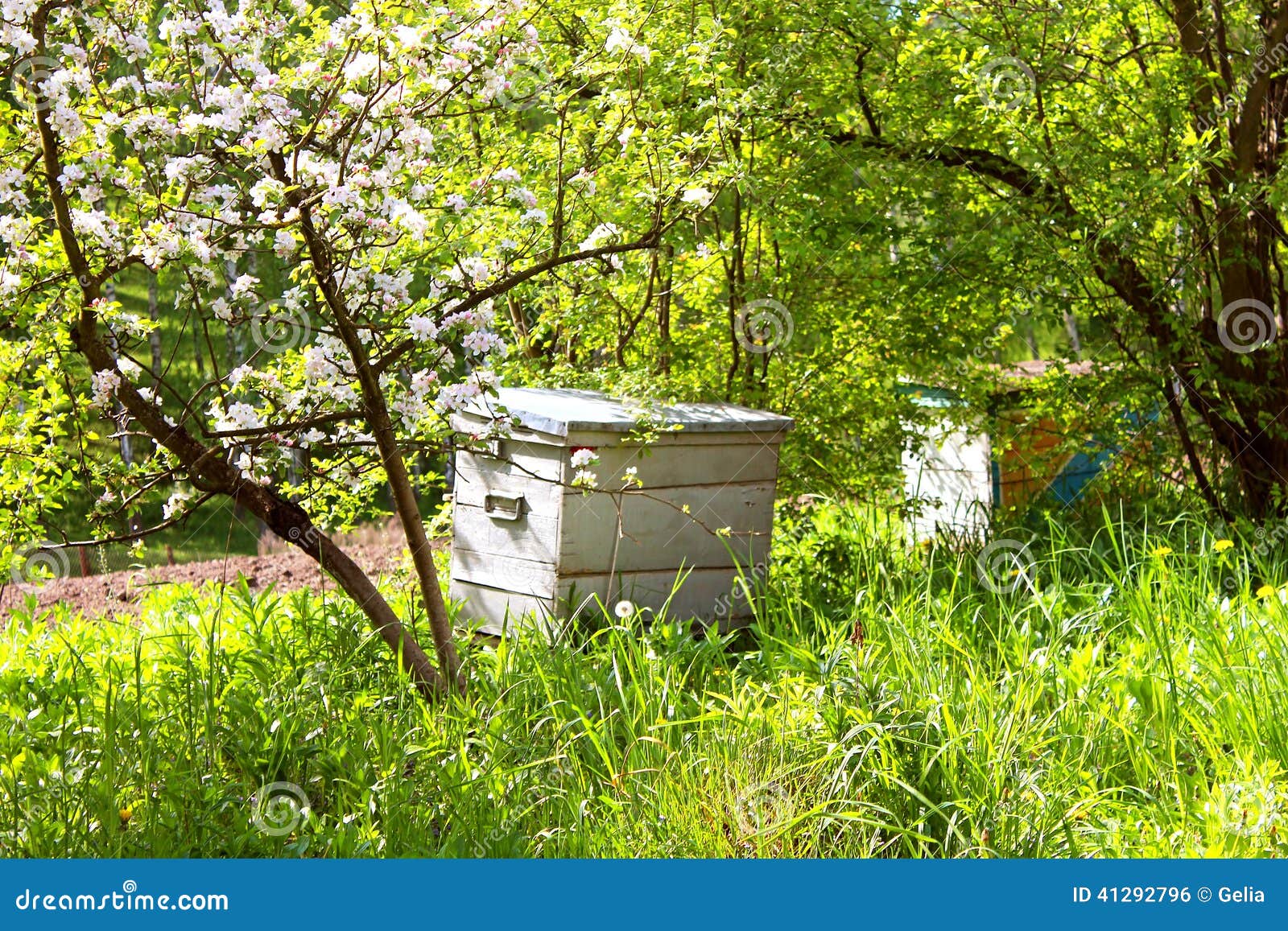 Honey Bee Hives in Spring Garden Stock Photo - Image of garden, ecology ...