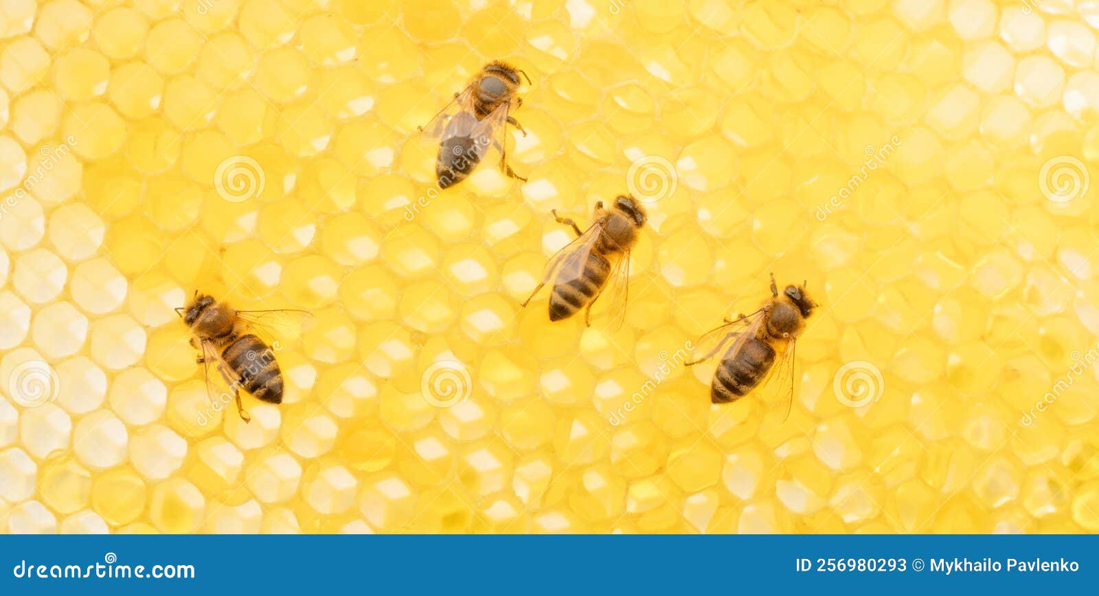 A Honey Bee on a Honeycomb in the Wild. Stock Image - Image of propolis ...