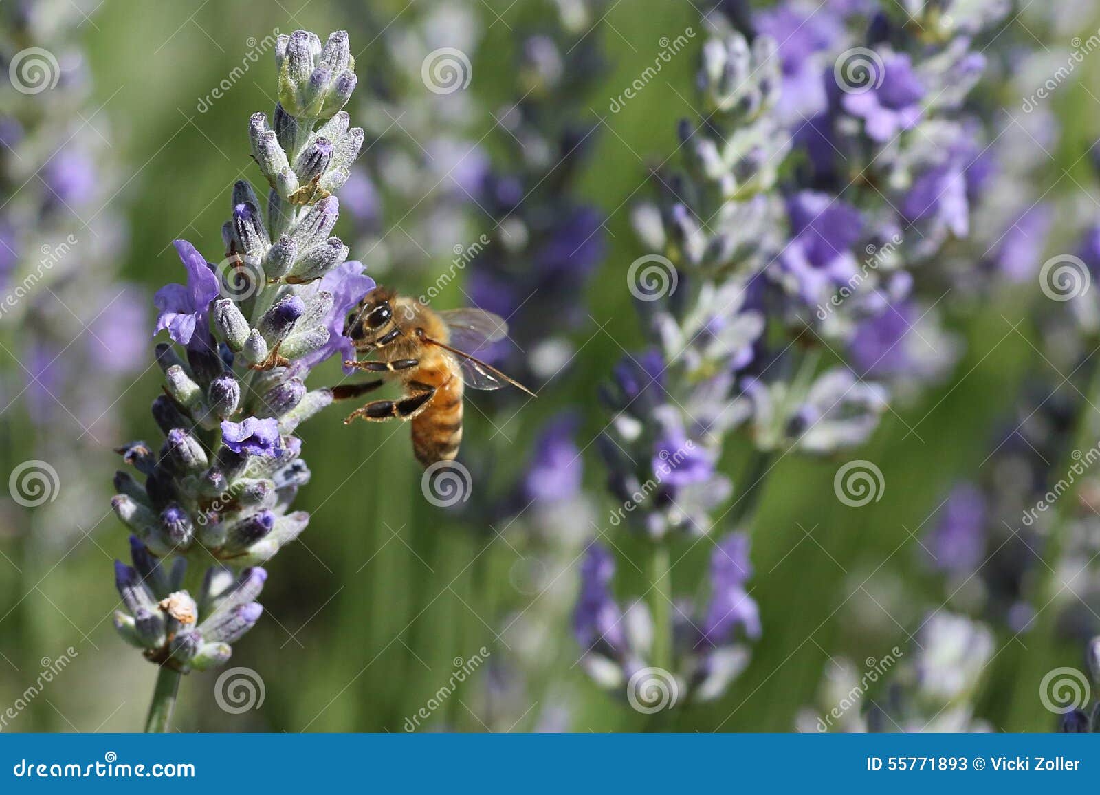 Honey bee stock image. Image of flying, pollen, wings - 55771893