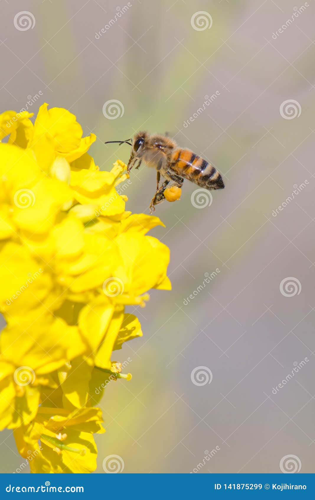 Honey bee hovering stock image. Image of yellow, environment - 141875299