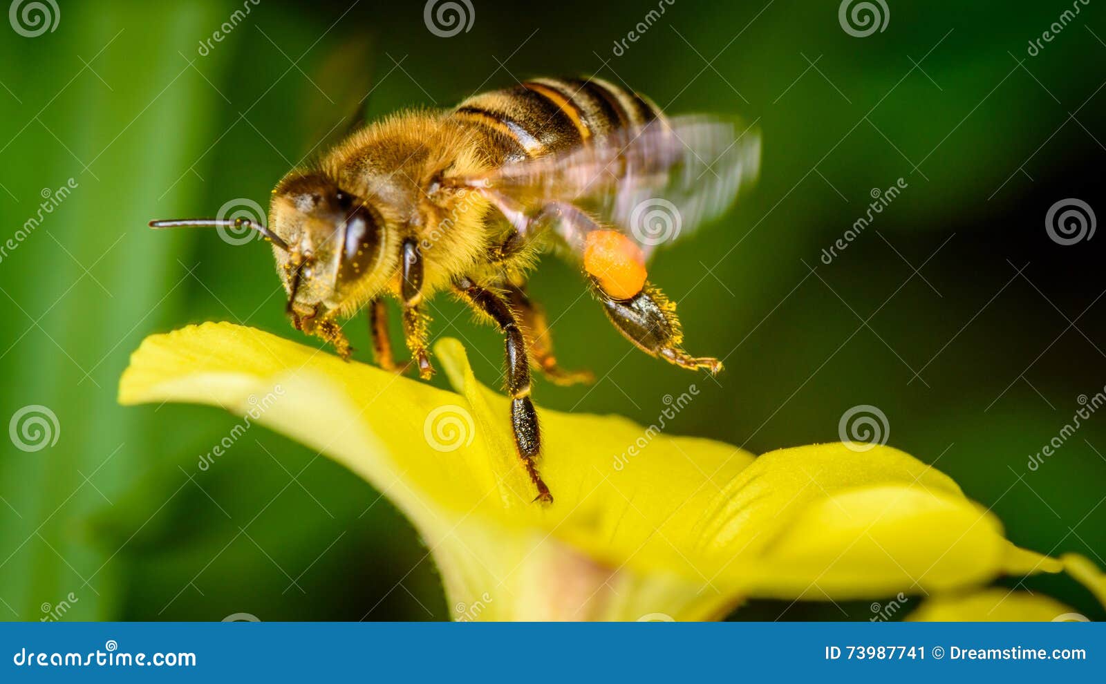 Honey Bee Hovering Over Flower Stock Image - Image of honey, flower ...