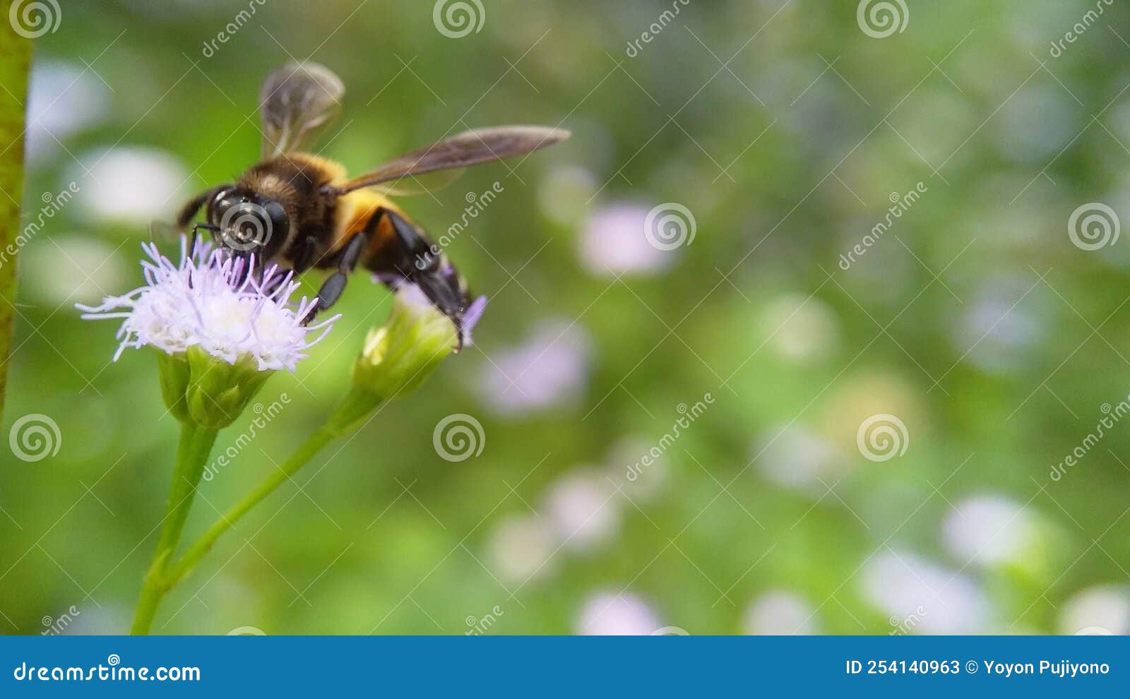 Honey Bee Hunting for Nectar on Small Grass Flower Stock Image - Image ...