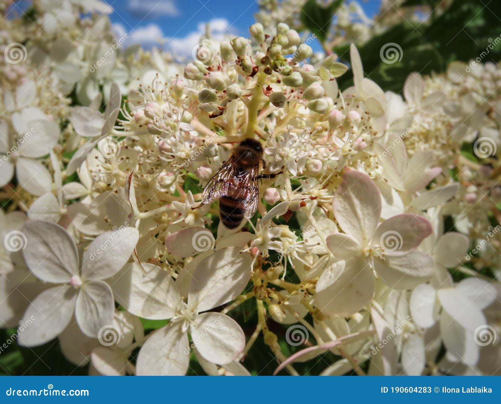Honey bee in hydrangea stock image. Image of blossom - 190604283