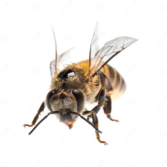 Honey bee isolated stock image. Image of buzz, closeup - 37012851