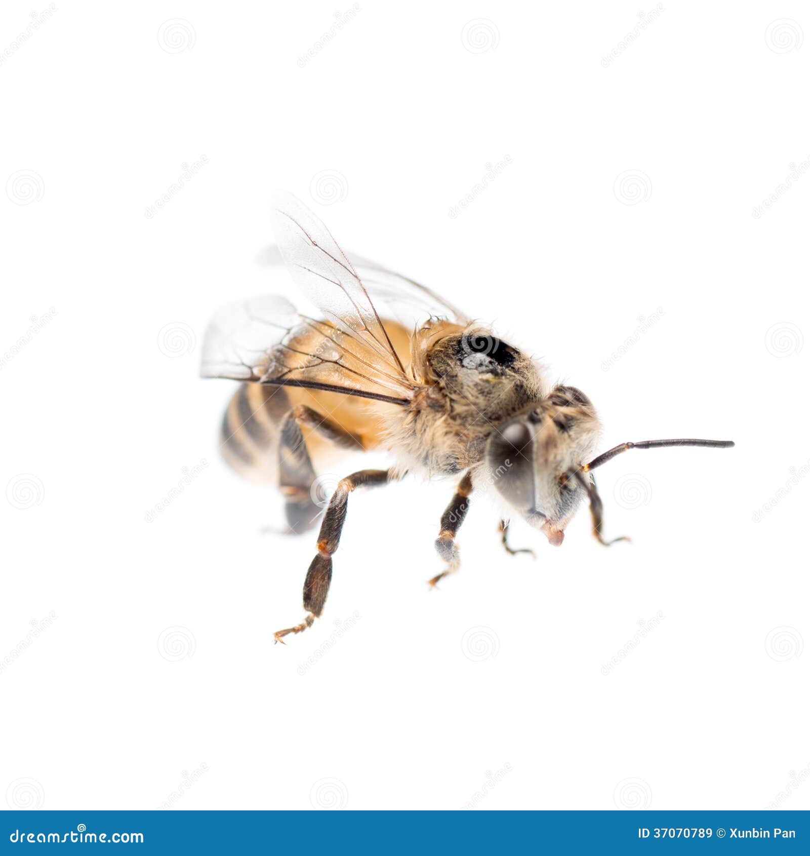 Honey bee isolated stock image. Image of honey, mellifera - 37070789