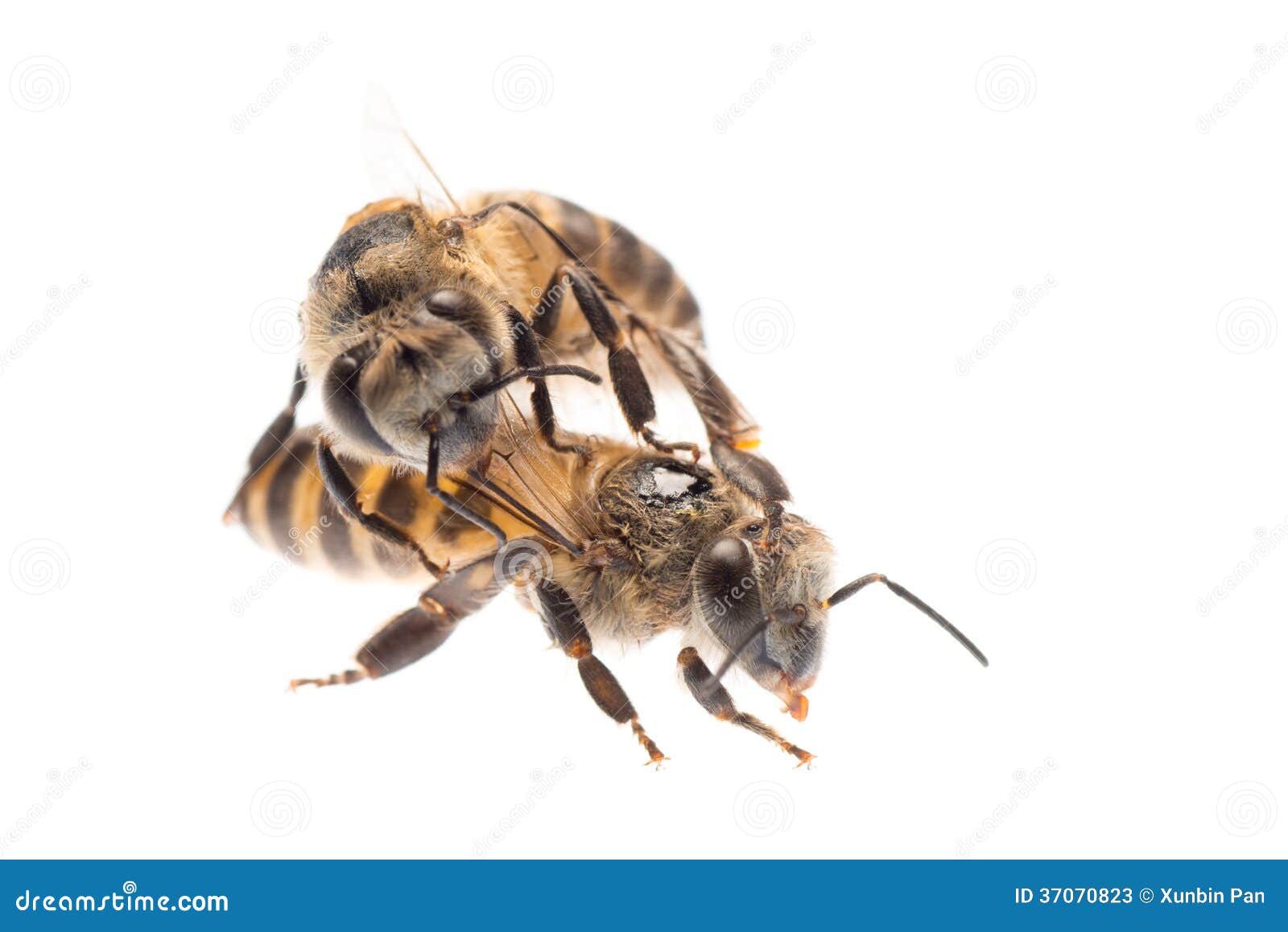 Honey bee isolated stock image. Image of creature, honey - 37070823
