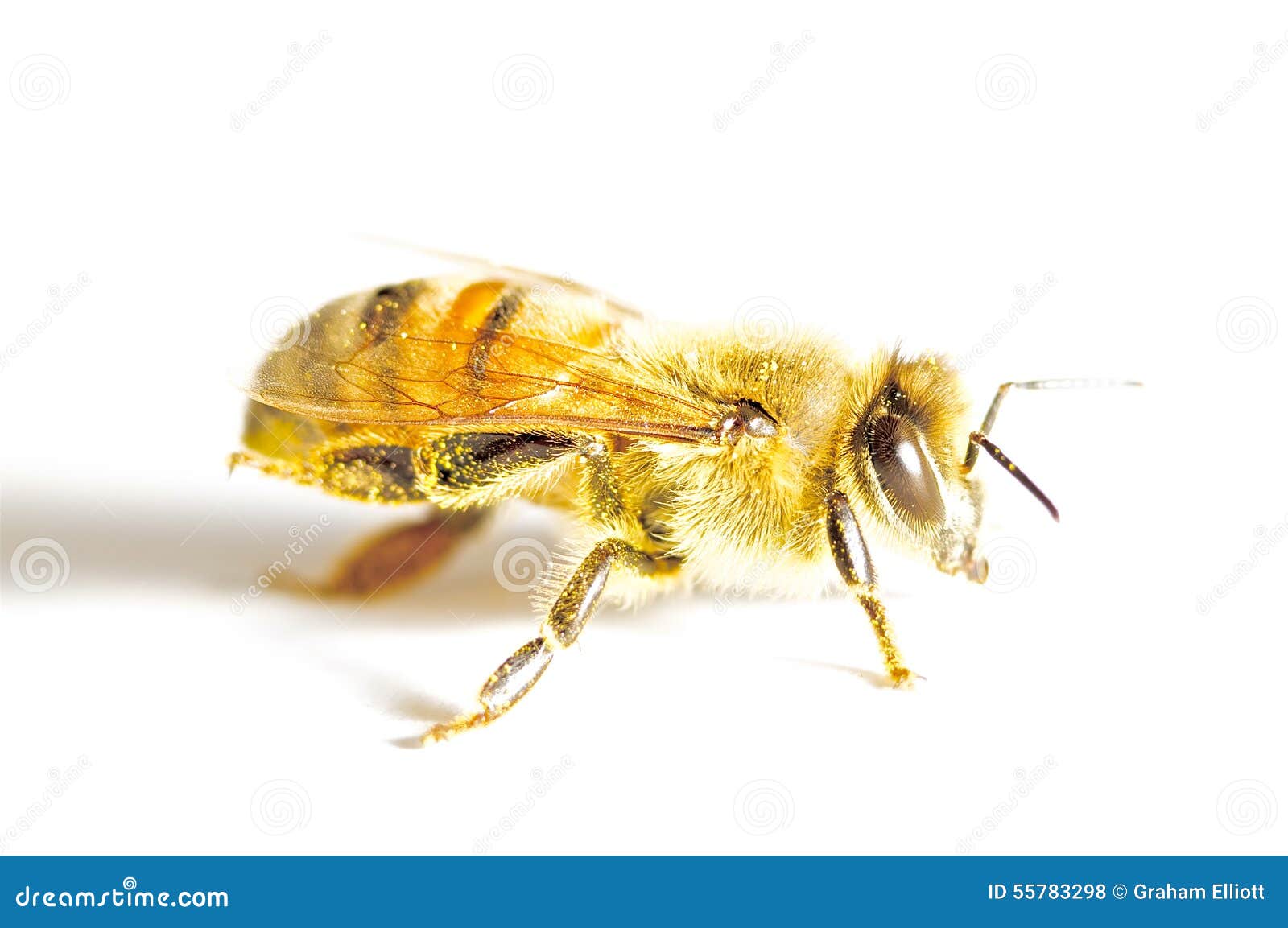 Honey Bee Isolated in White Stock Photo - Image of ladybug, brightly ...