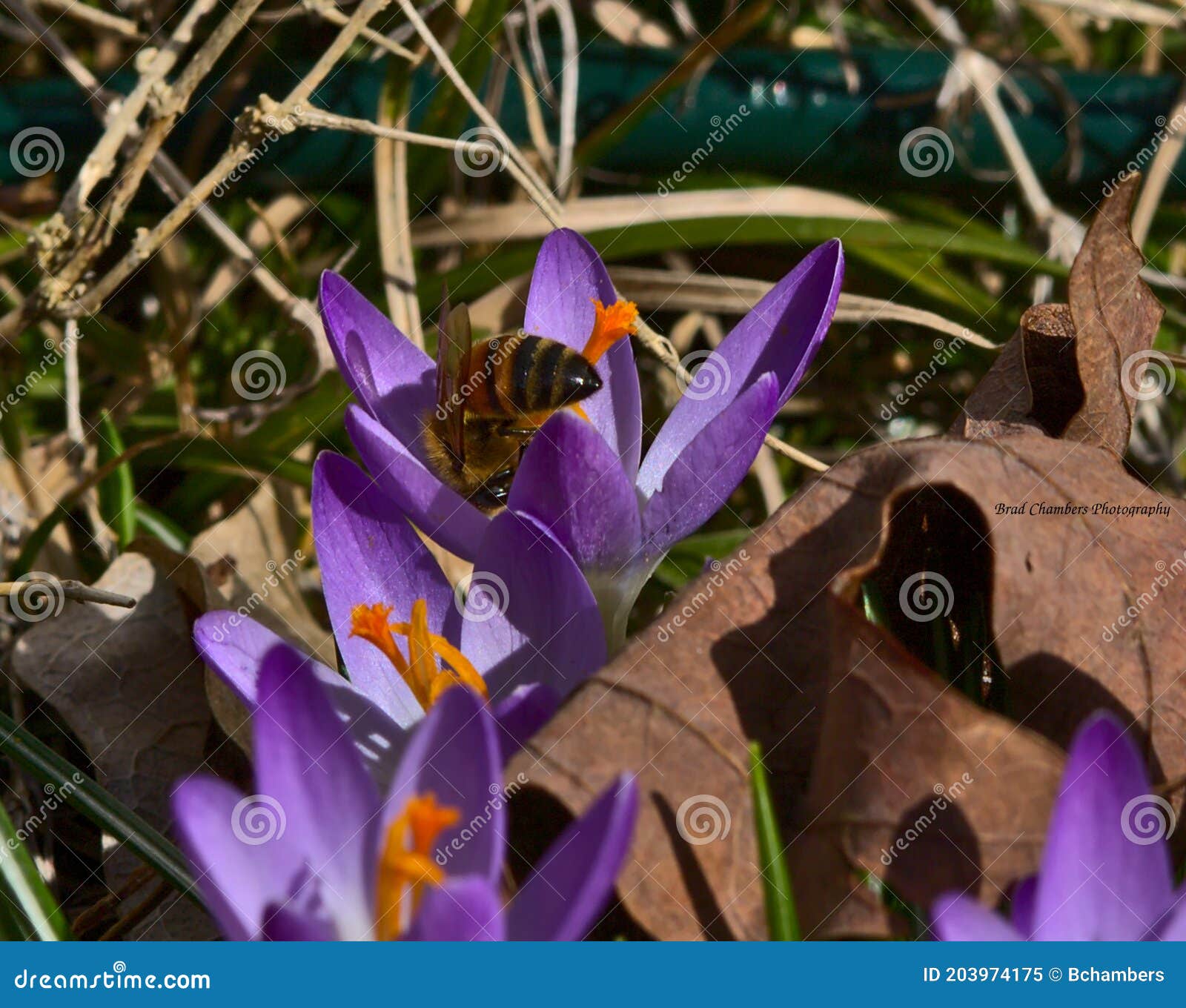 Honey bee in a crocus stock image. Image of beautiful - 203974175
