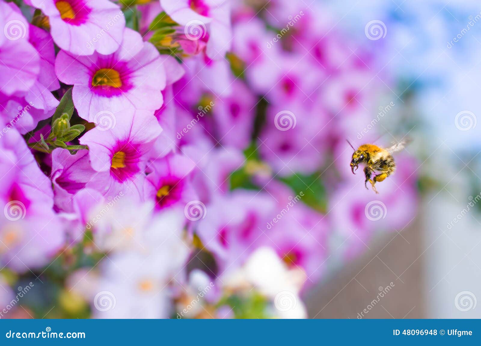 Honey bee stock photo. Image of bumble, leaf, balcony - 48096948