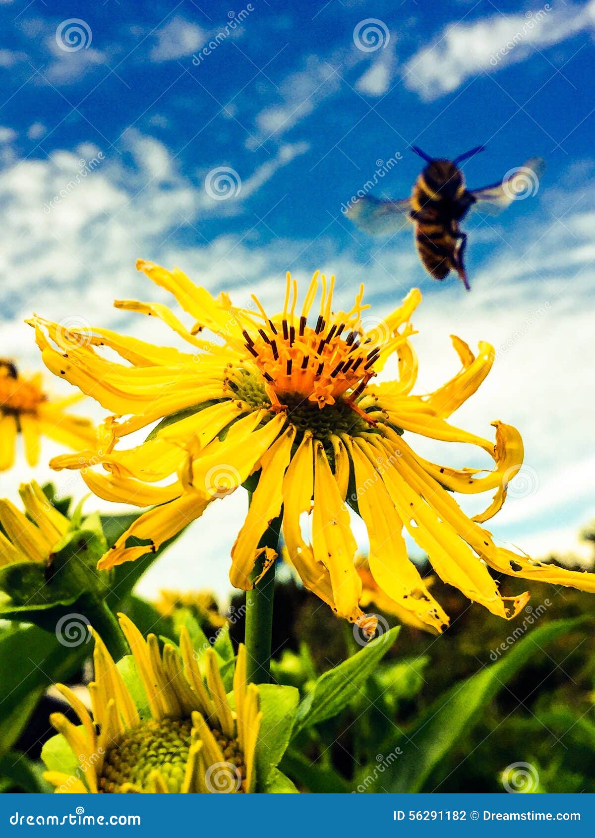 Honey Bee Landing on a Flower Stock Photo - Image of landing, maker ...