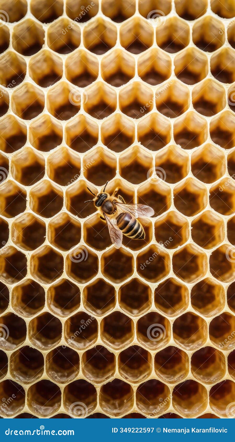 Honey Bee on Left Side of Honeycomb with Visible Wings Stock ...