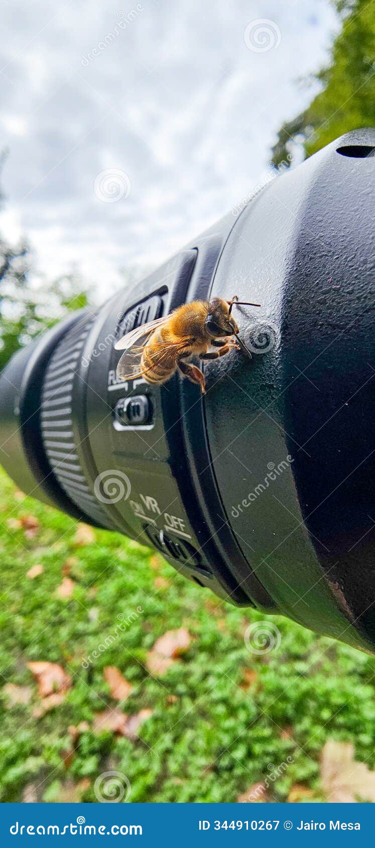 Honey Bee on a Lens of Camera Stock Image - Image of closeup, insect ...