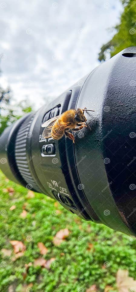 Honey Bee on a Lens of Camera Stock Photo - Image of insect, honey ...