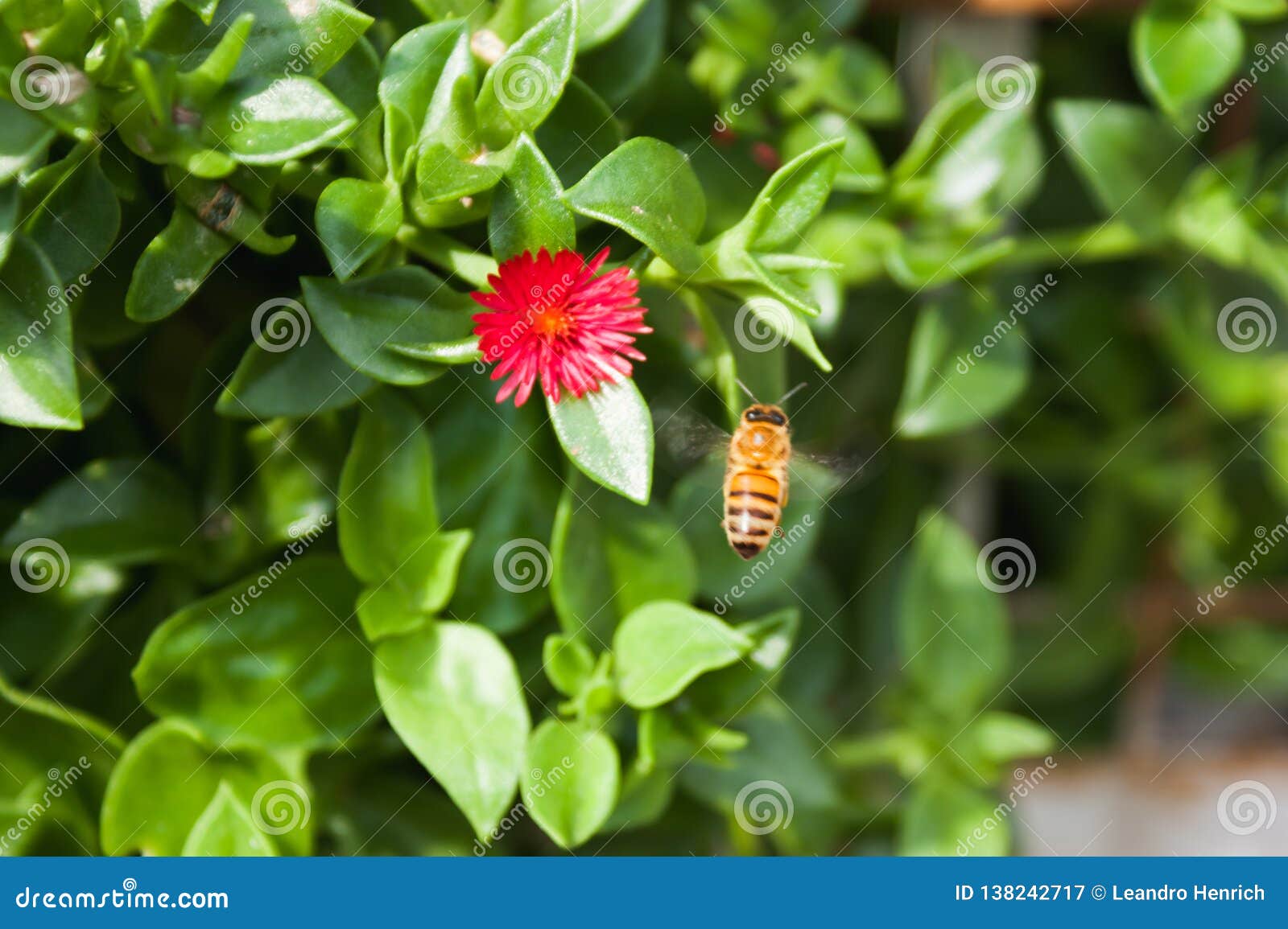 The honey bee stock image. Image of honey, garden, micro - 138242717
