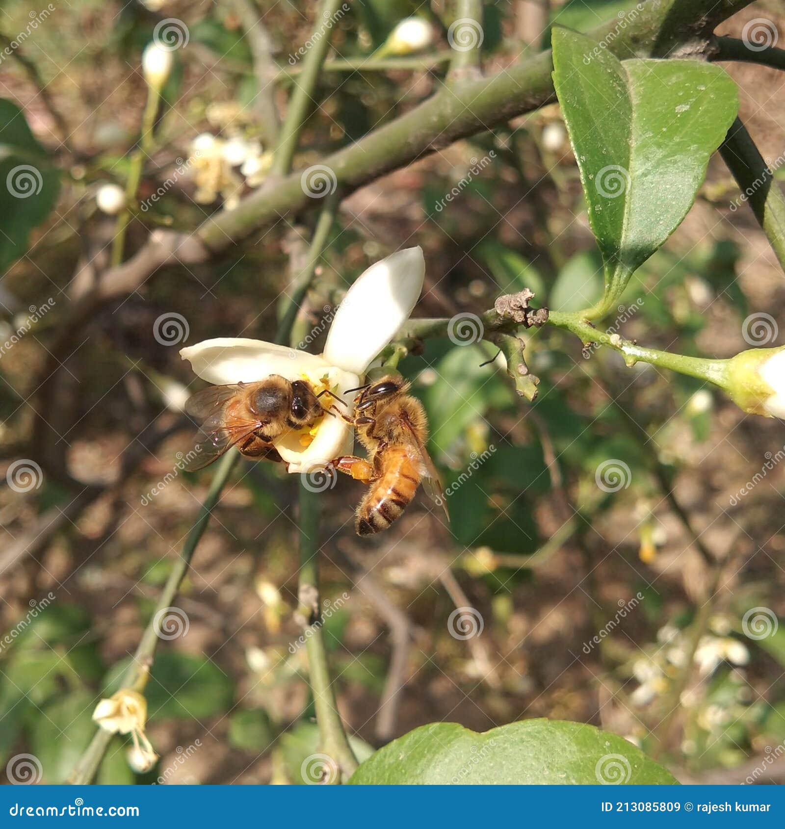 Honey bee lunch time stock image. Image of honey, time - 213085809
