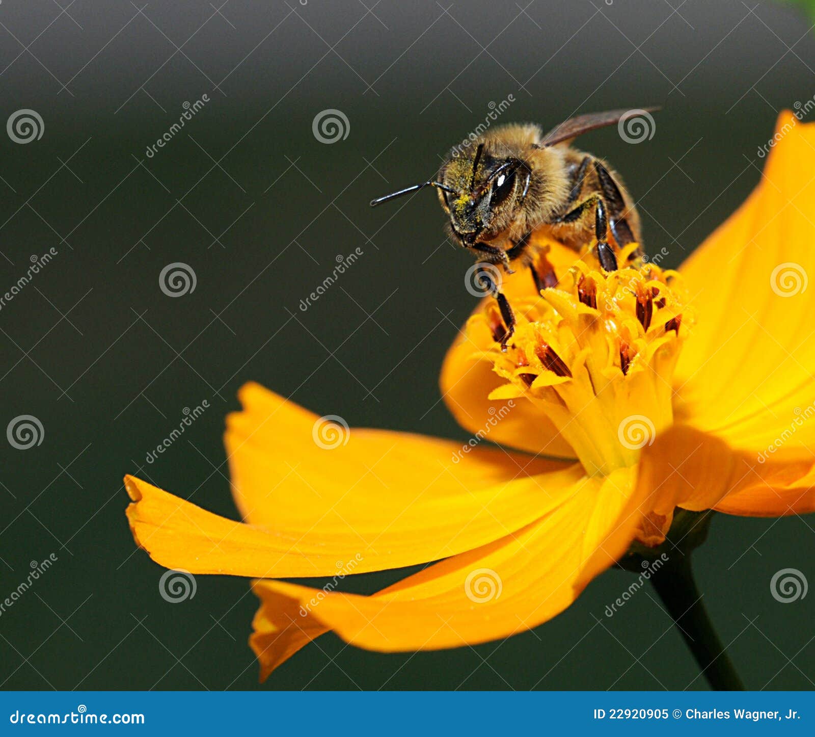 Honey Bee Macro stock image. Image of apis, details, botanical - 22920905
