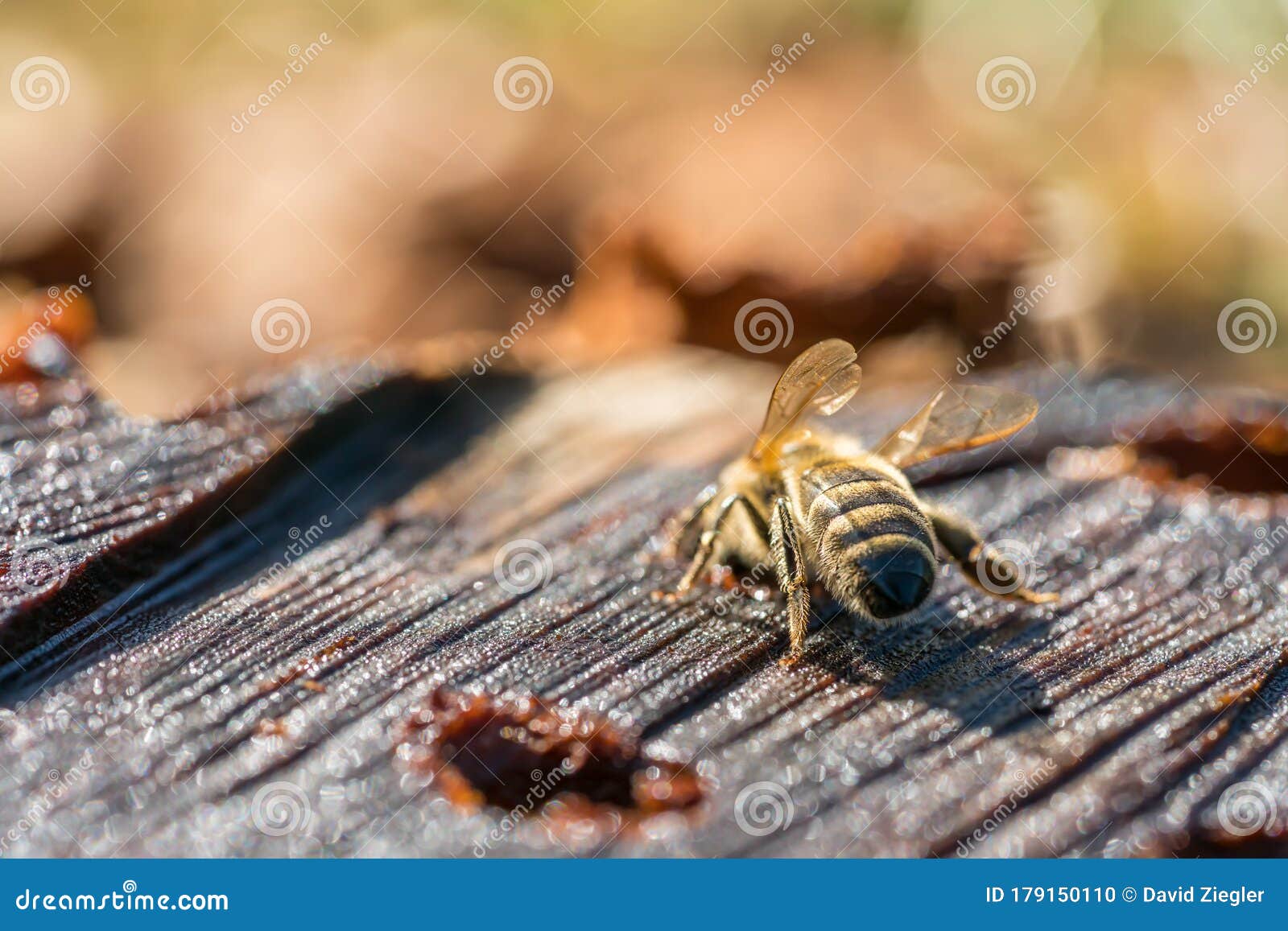 Honey Bee Macro Photography Stock Photo - Image of honey, nature: 179150110