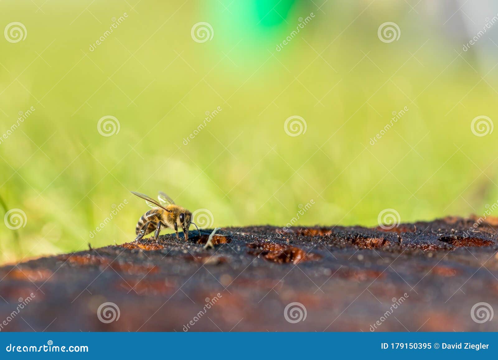 Honey Bee Macro Photography Stock Image - Image of closeup, summer ...
