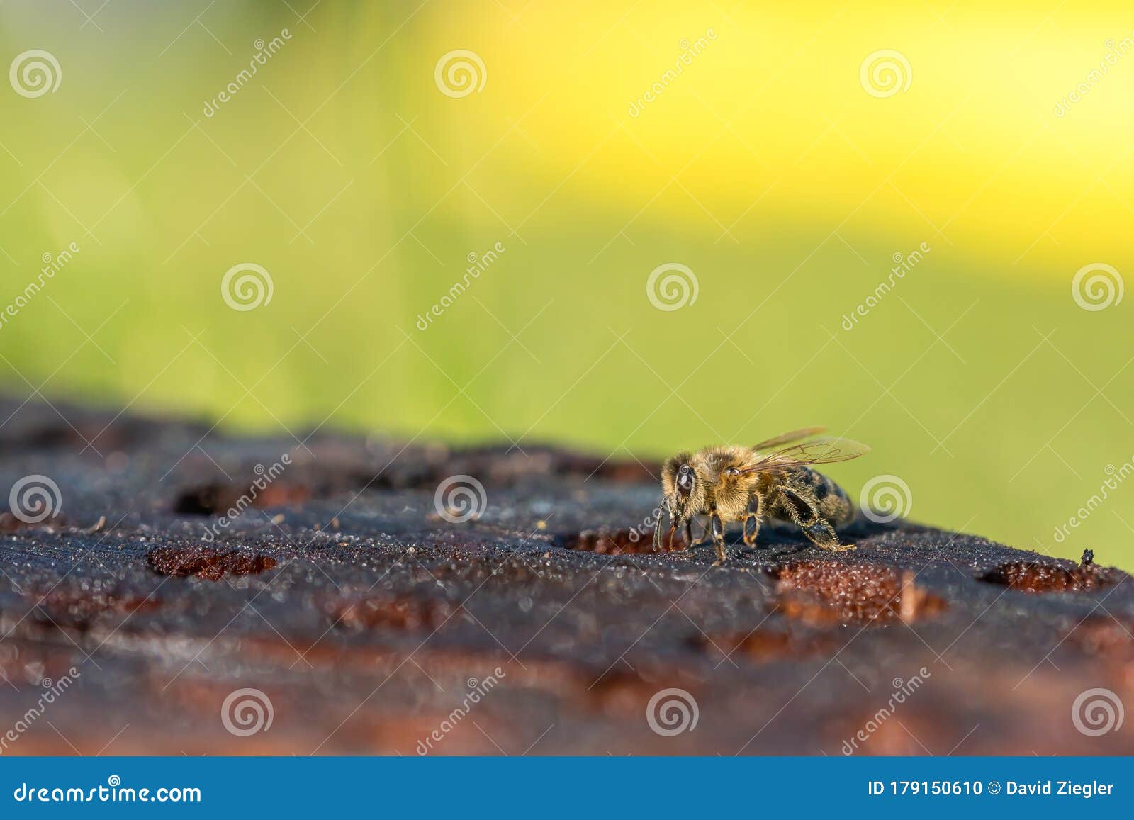 Honey Bee Macro Photography Stock Photo - Image of closeup, tree: 179150610