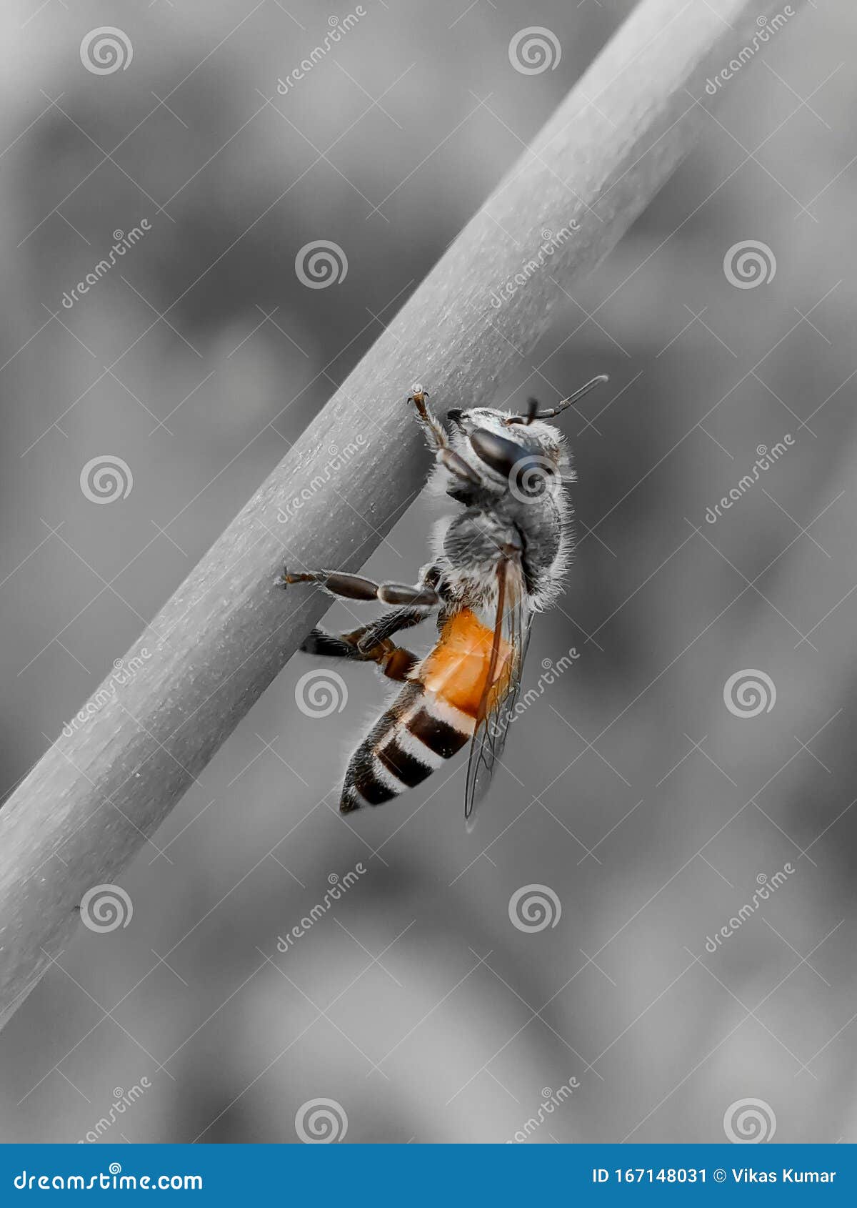 Honey Bee Macro Shot in Field Stock Image - Image of macro, nature ...