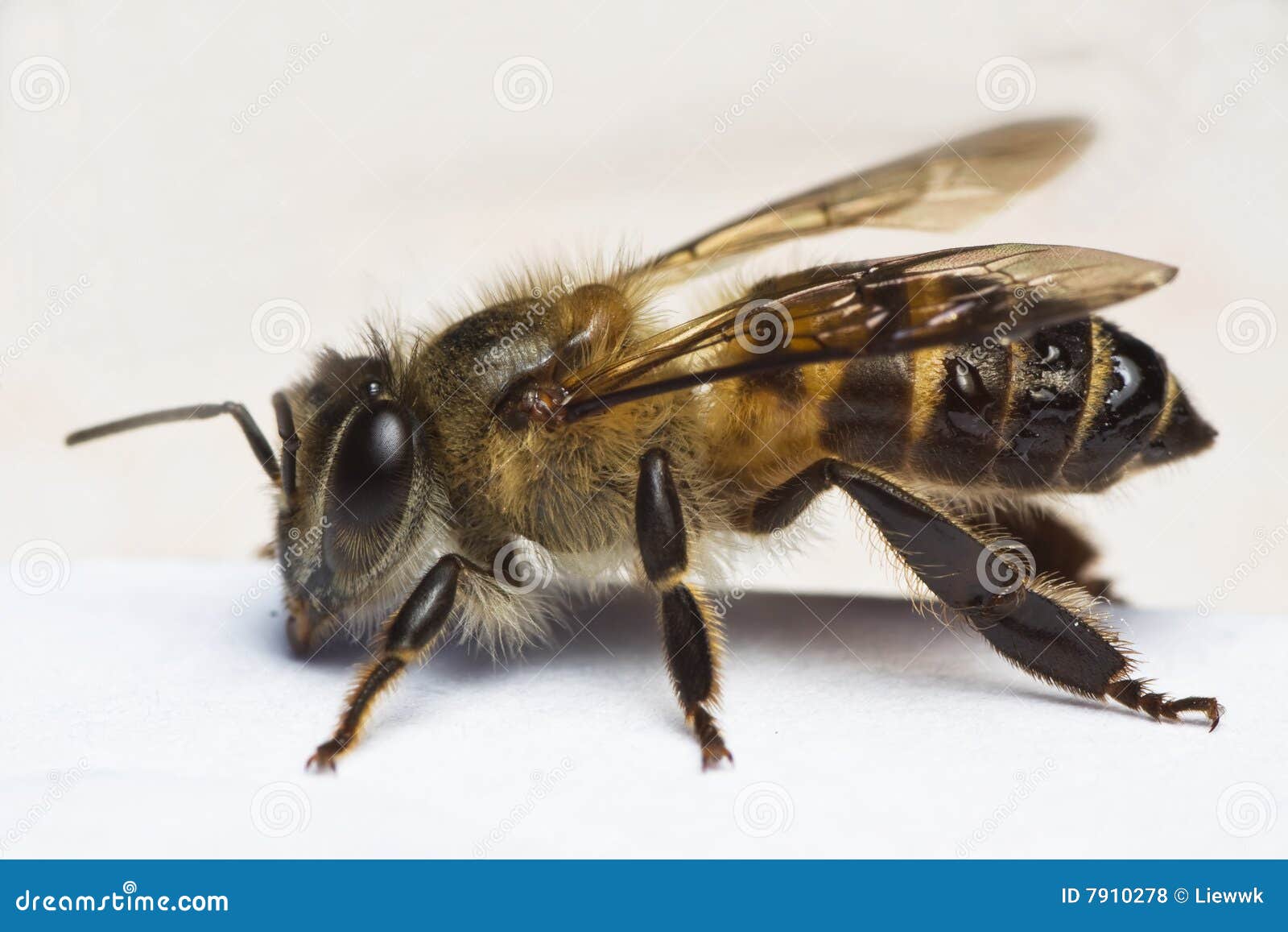 Honey Bee Macro side view stock photo. Image of black - 7910278
